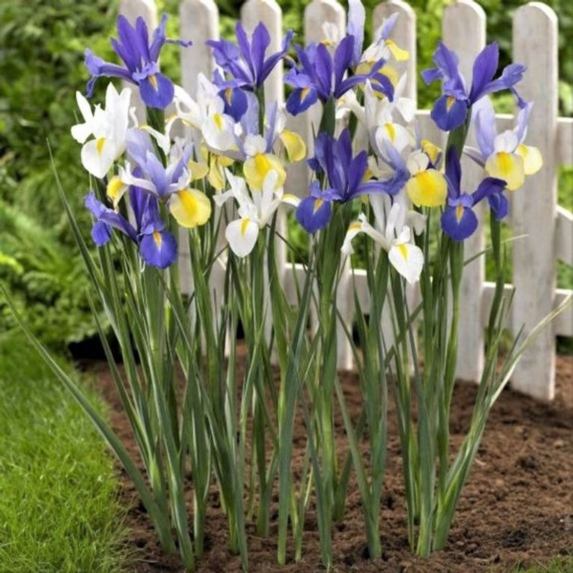 Bulbi iris Hollandica, Starsem, mix culori (10 buc)