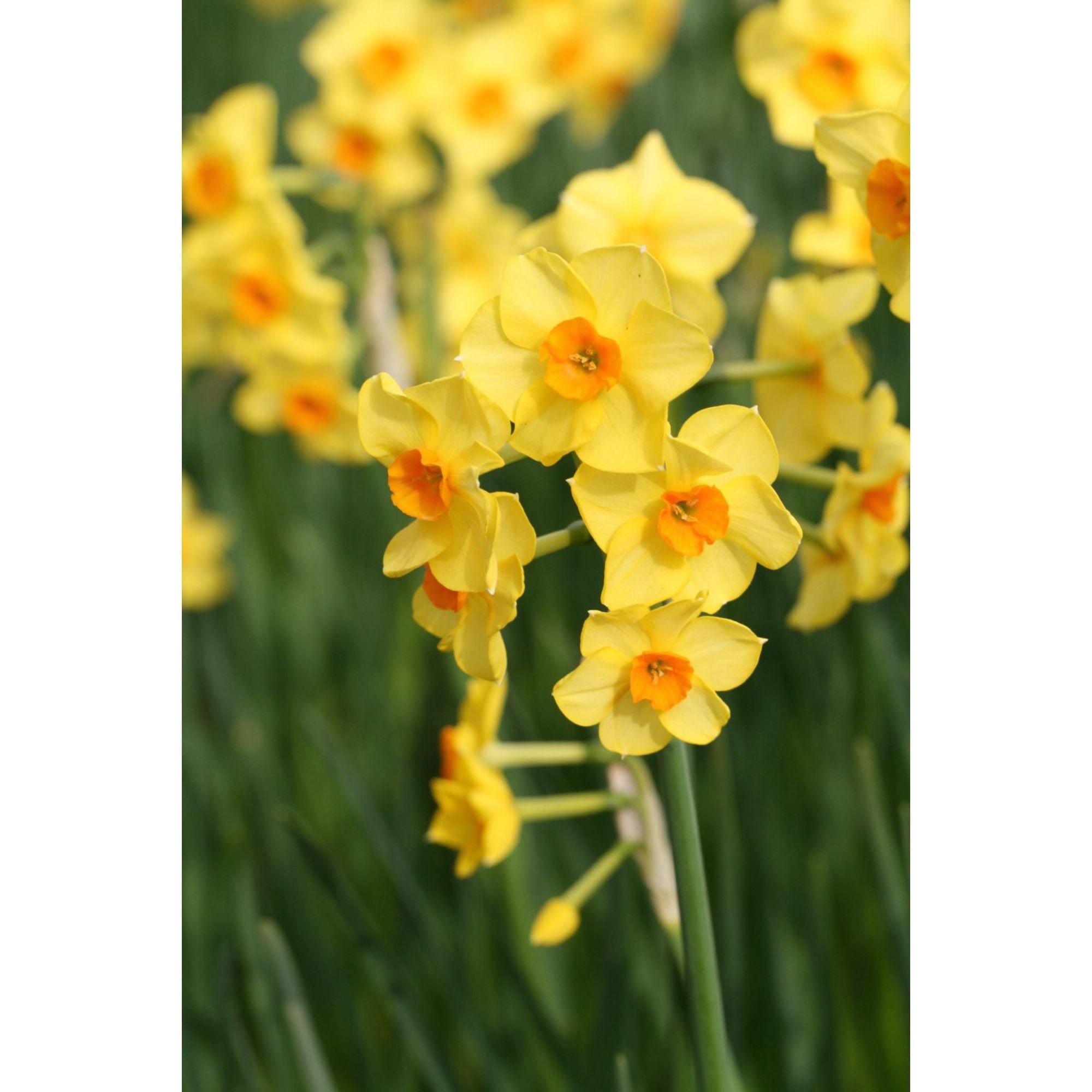 Bulbi narcisa Pseudonarcissus, Agrosel, galben (5 buc)