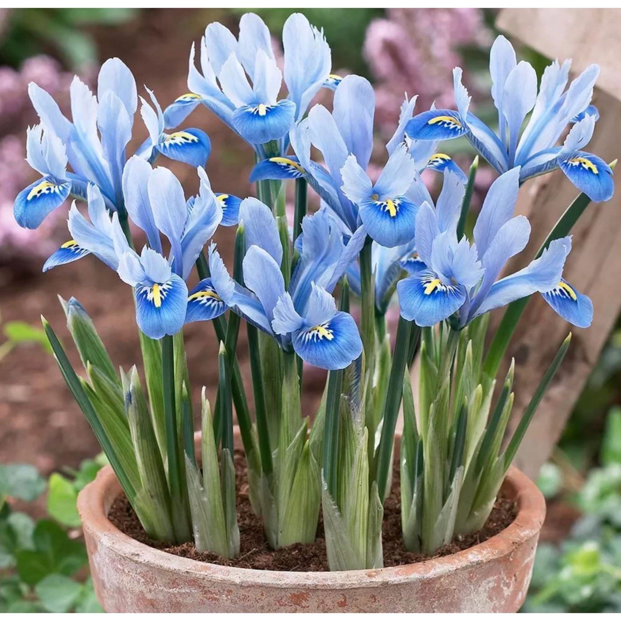 Bulbi iris Reticulata, Agrosel, mov (7 buc)