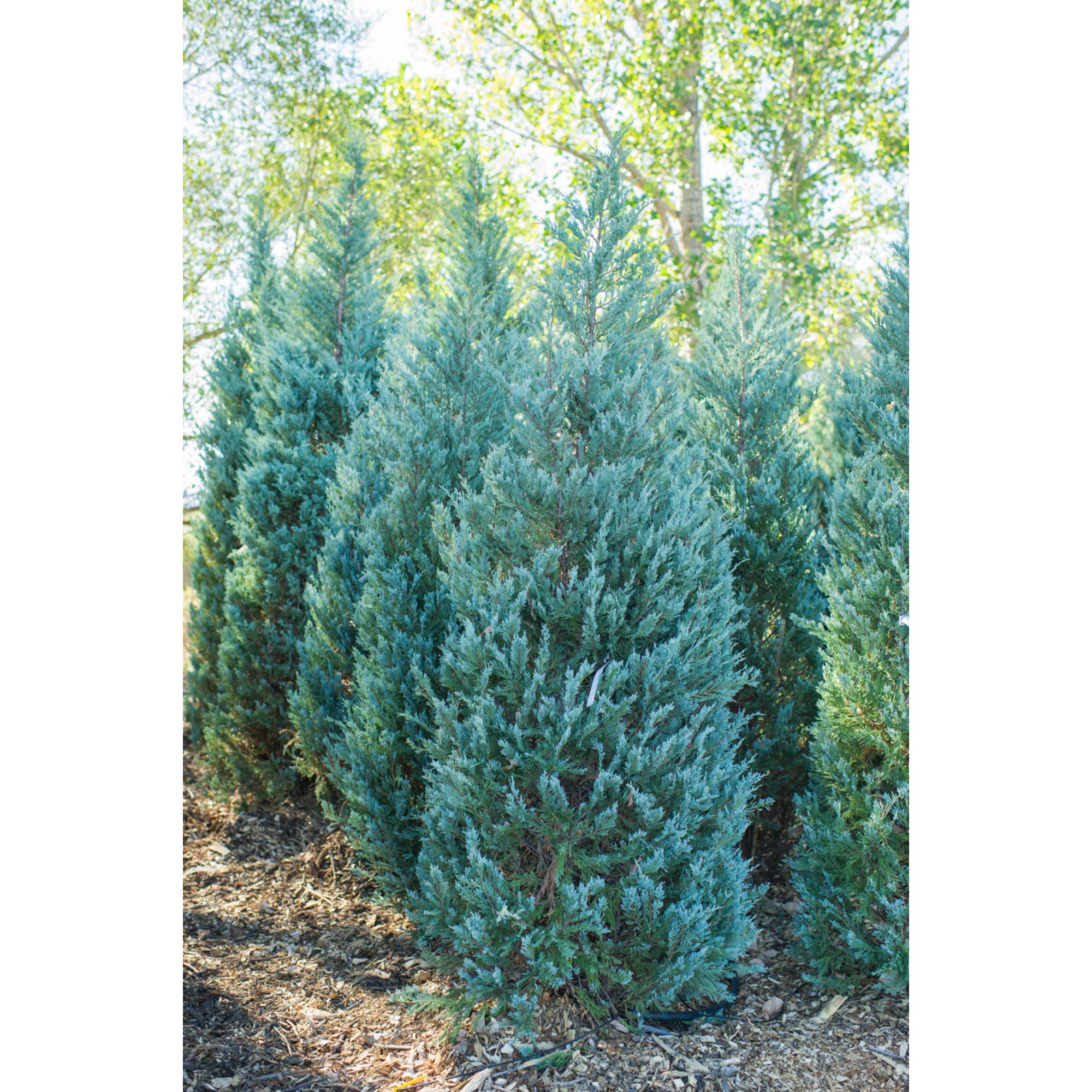 Conifer decorativ Juniperus Moon, crescut in ghiveci, H 80 - 100 cm