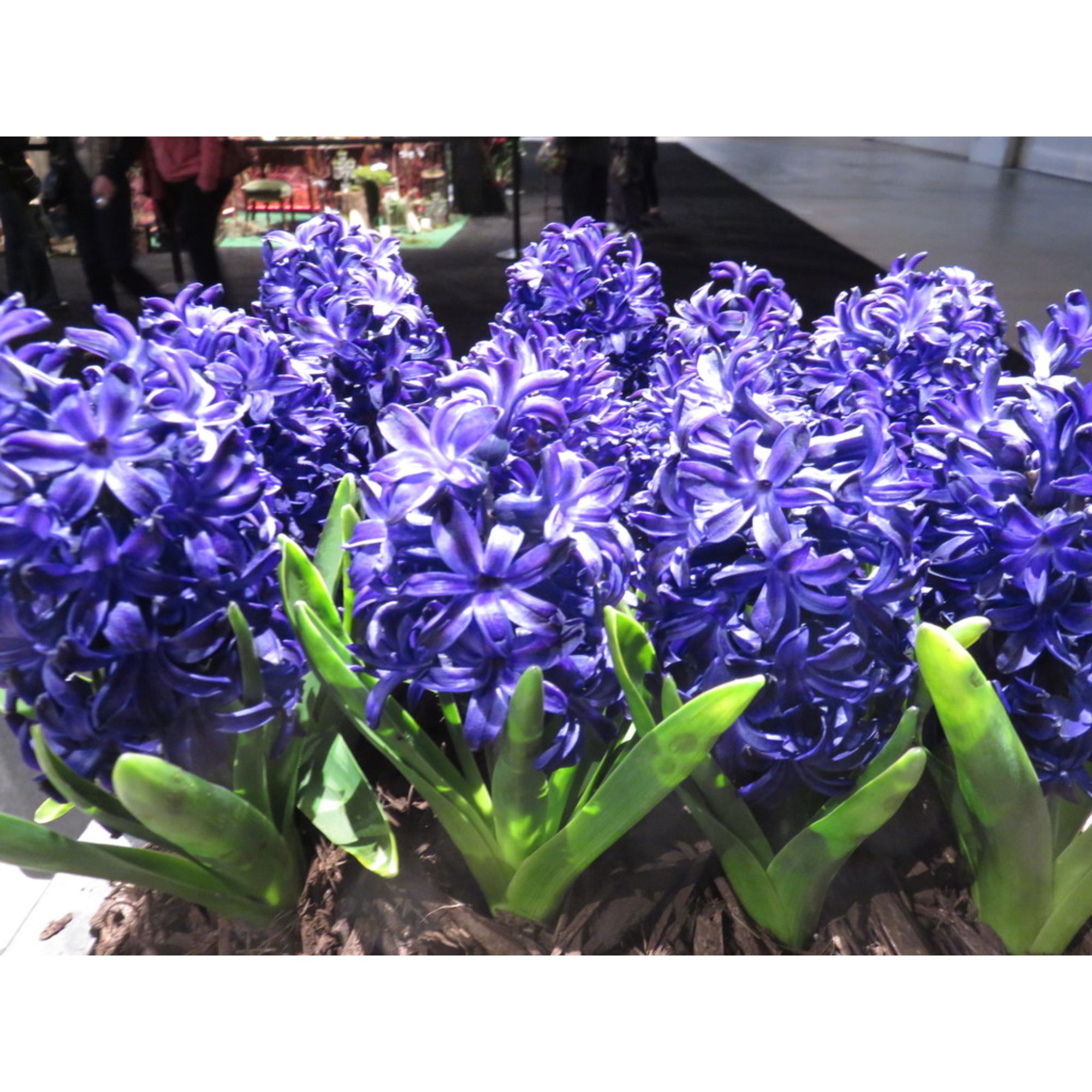 Bulbi zambila Aida, Amia, mov (3 buc)