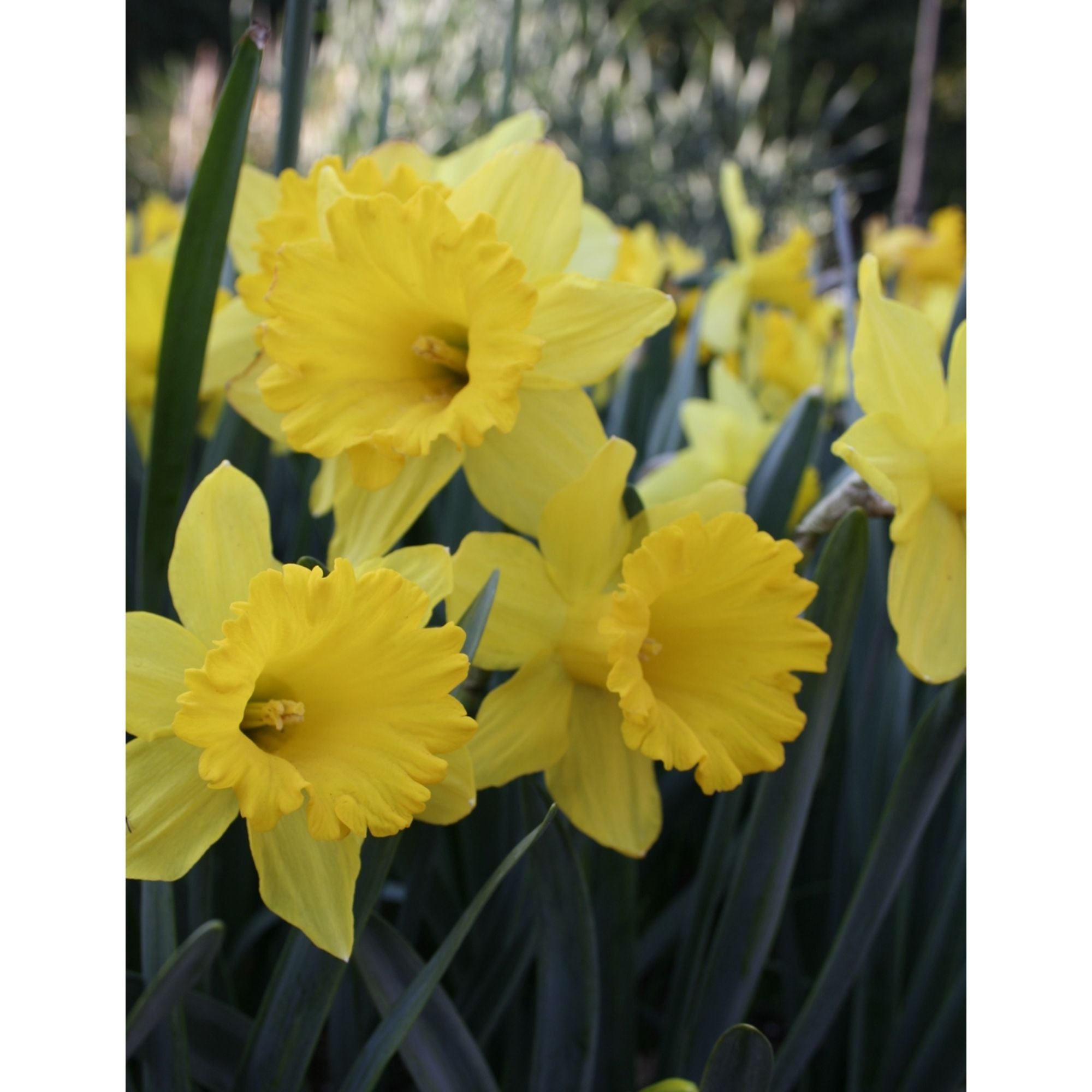 Bulbi narcisa Large-Cupped Yellow Carpet, Amia, galben (set 3 buc)