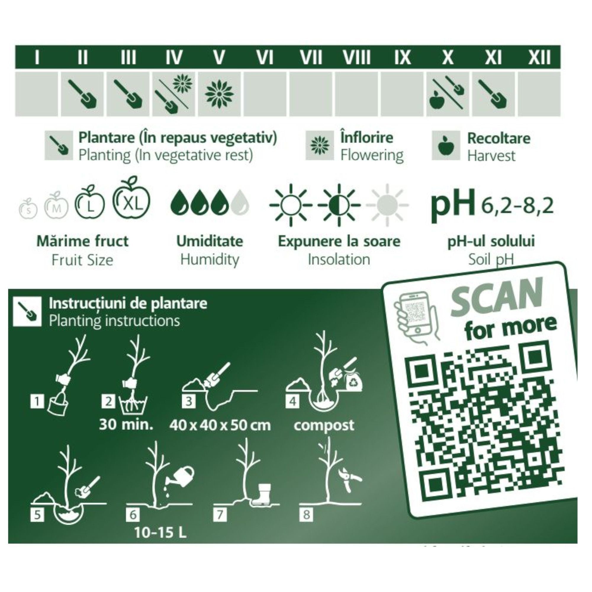Pom fructifer par Cure, H 81-120 cm, verde
