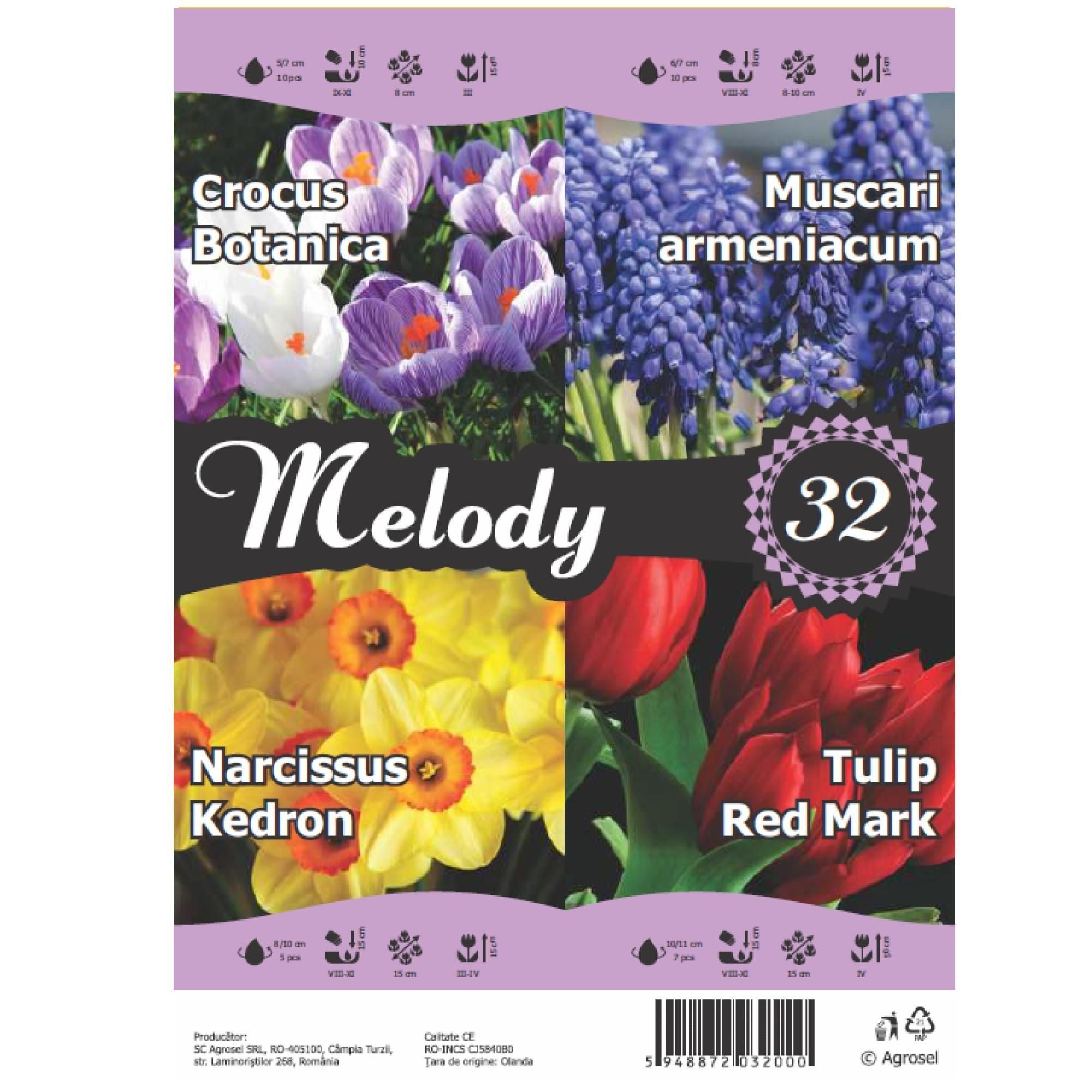 Bulbi mix branduse, lalele, narcise, Melody, mix culori (32 buc)