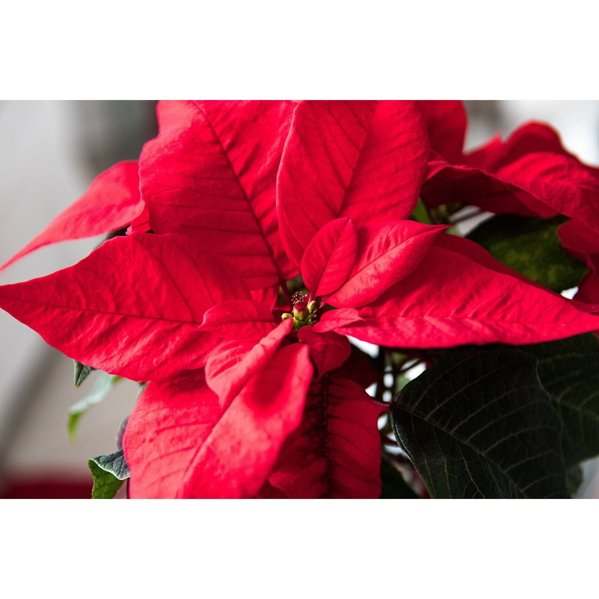 Craciunita Poinsettia, 4-5 tije, inaltime 30 cm, ghiveci Ø 12 cm, flori ...