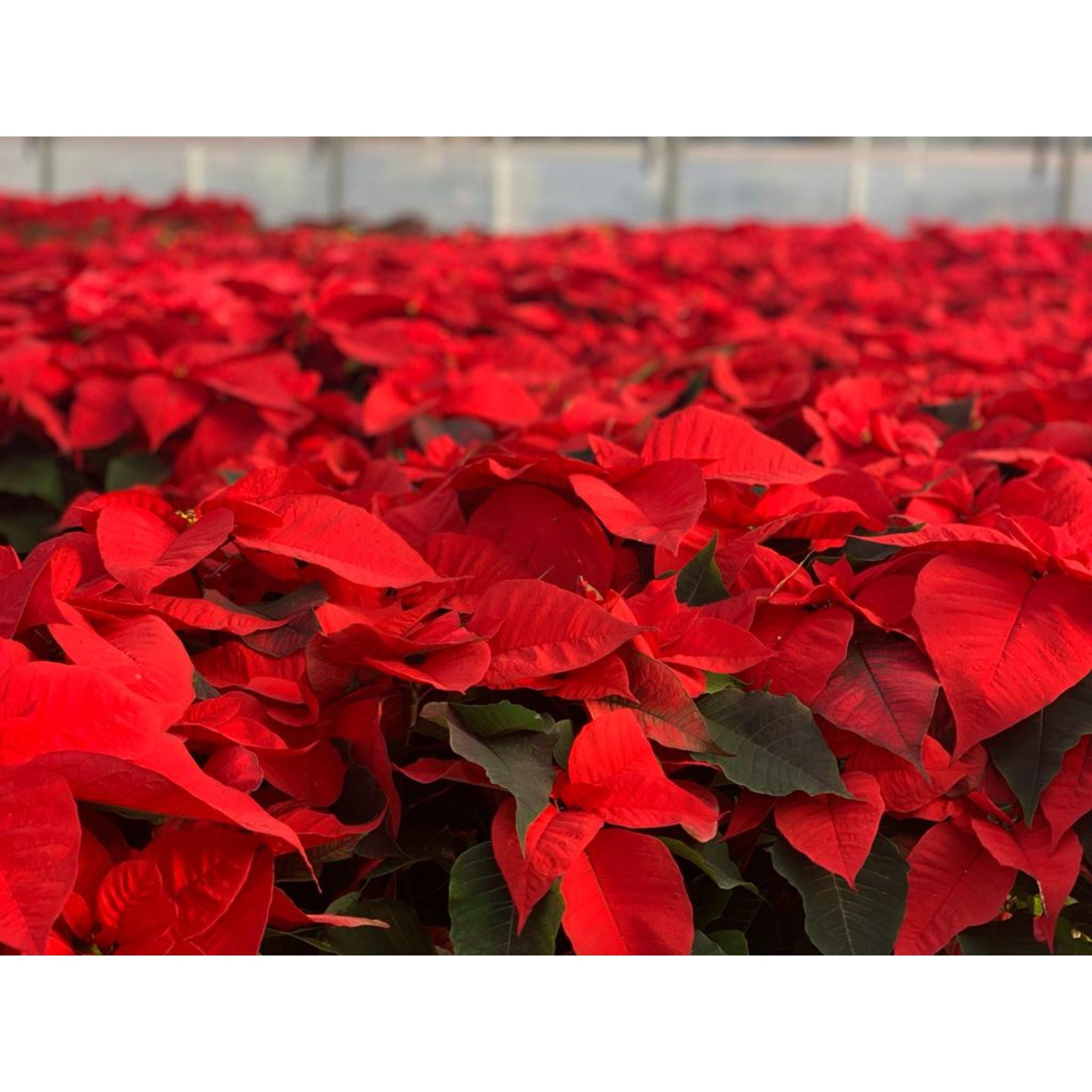 Craciunita Poinsettia, 3-4 tije, inaltime 60 cm, ghiveci Ø 17 cm, flori ...