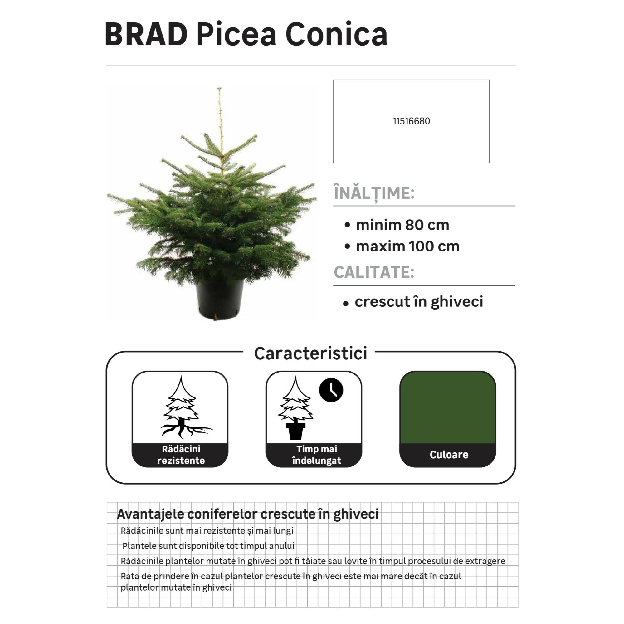 Brad natural crescut in ghiveci, Picea Glauca, H 80 - 100 cm, calitate ...