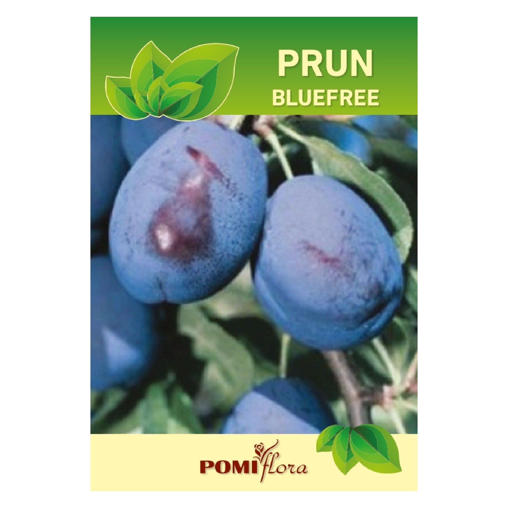 Pom fructifer prun Prunus Domestica, H 121-150 cm, albastru