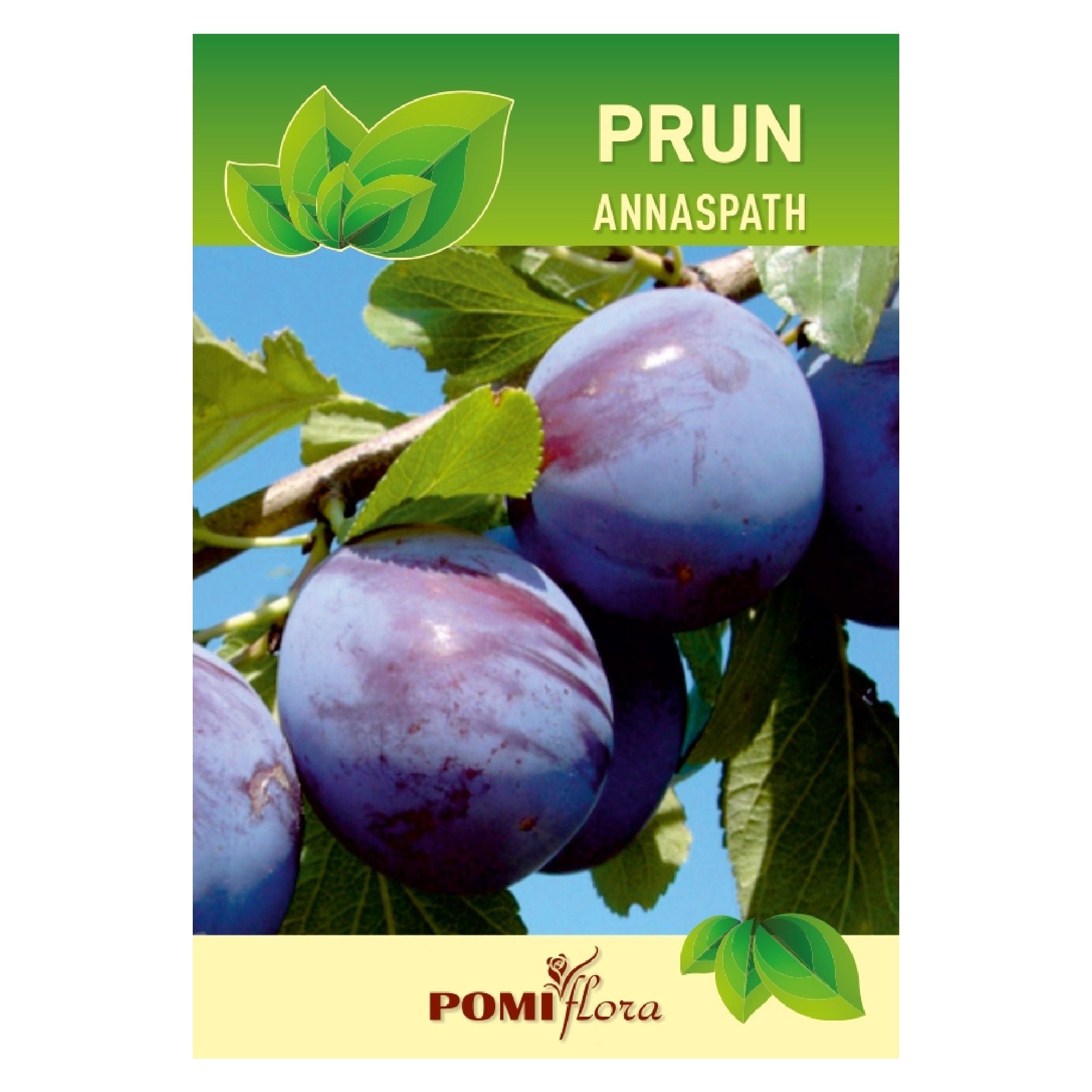 Pom fructifer prun Prunus Domestica, H 121-150 cm, albastru