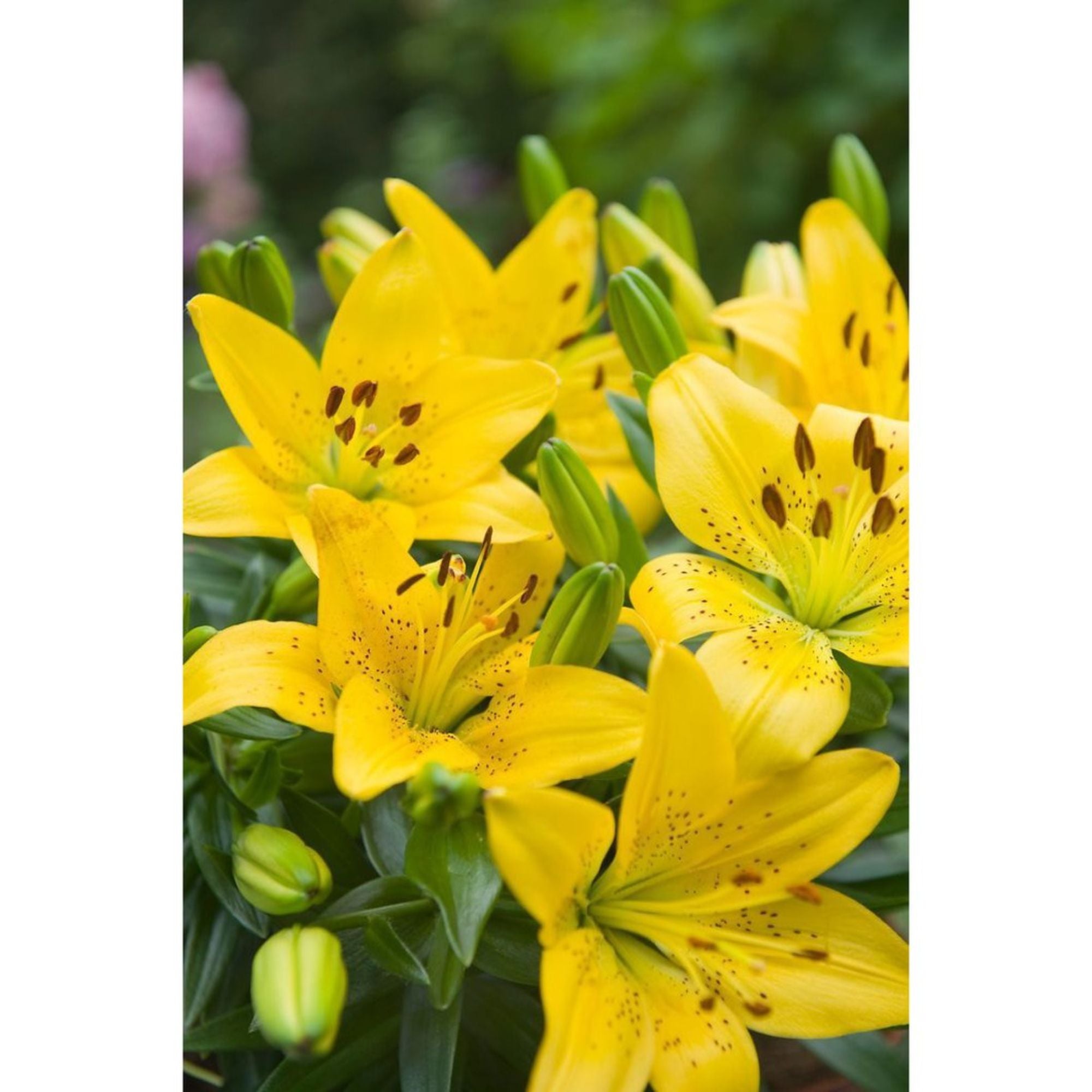 Bulbi crin Asiatic, galben (2 buc)