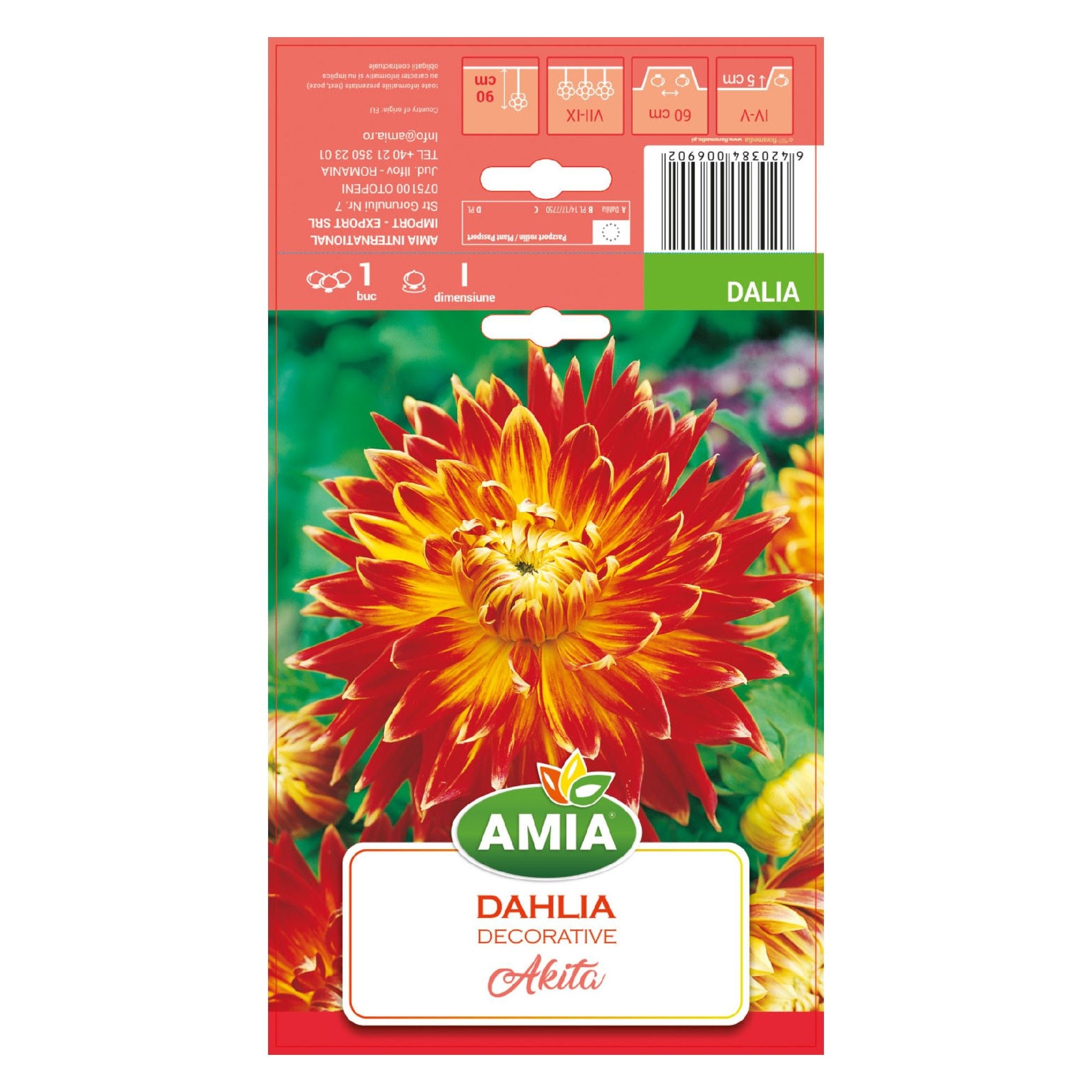 Bulb dalie Decorative Akita, rosu/galben