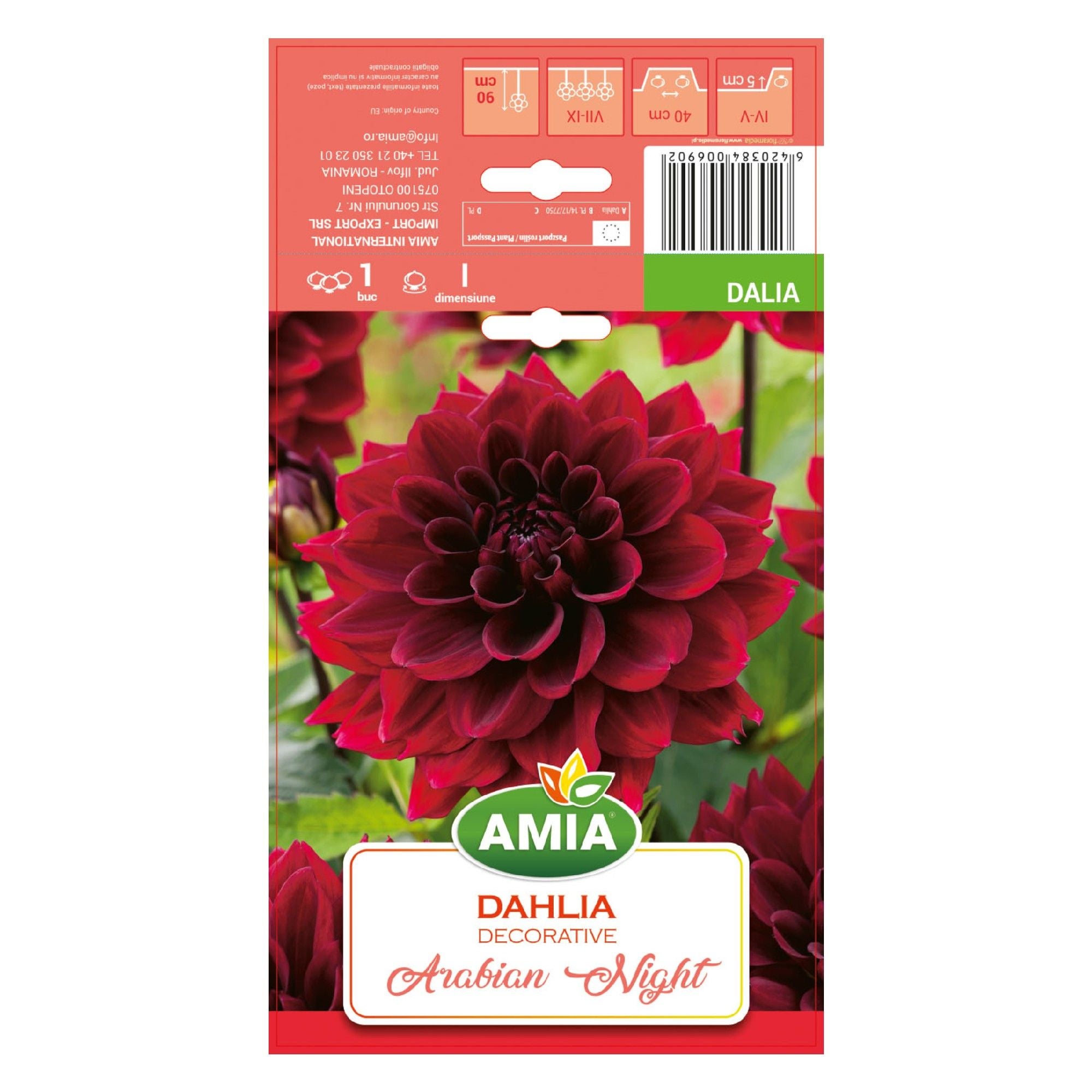 Bulb dalie Decorative Arabian Night, rosie