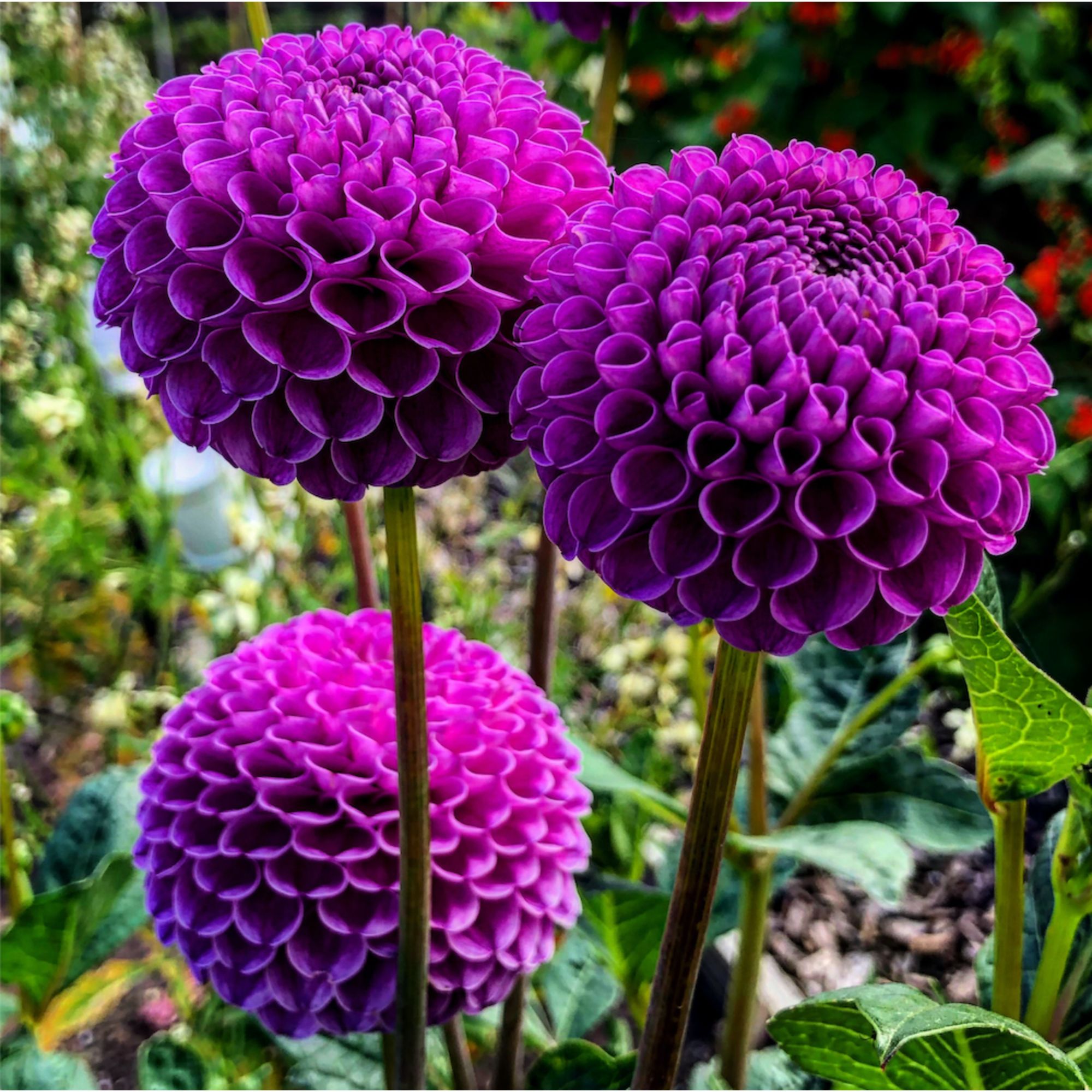 Bulb dalie Pompon Franz Kafka, mov