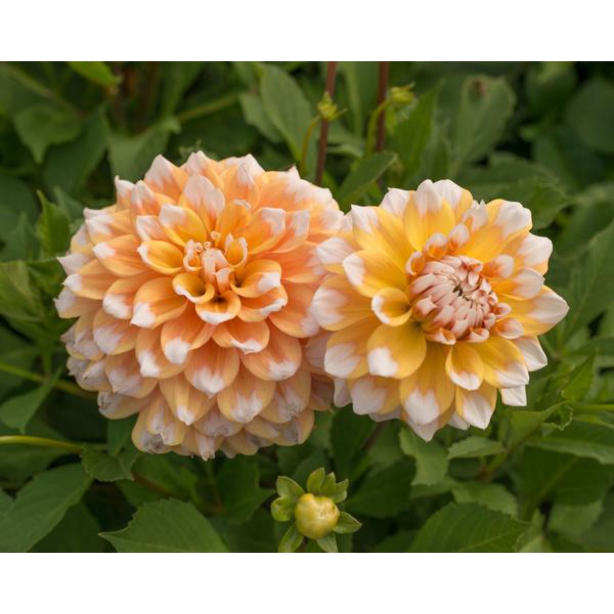 Bulb dalie Pompon Seattle, galben