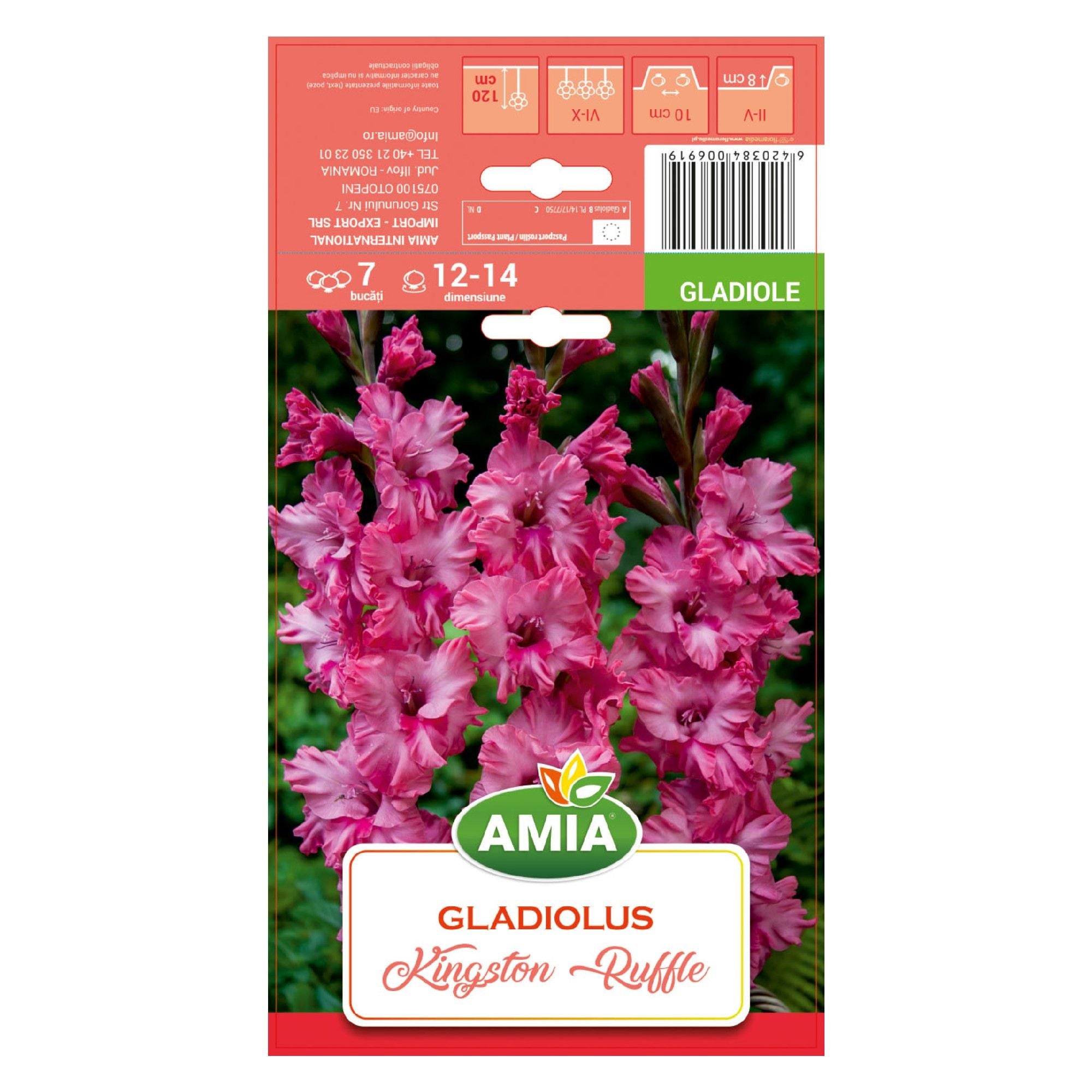 Bulbi gladiole Kingston Ruffle, roz (7 buc)