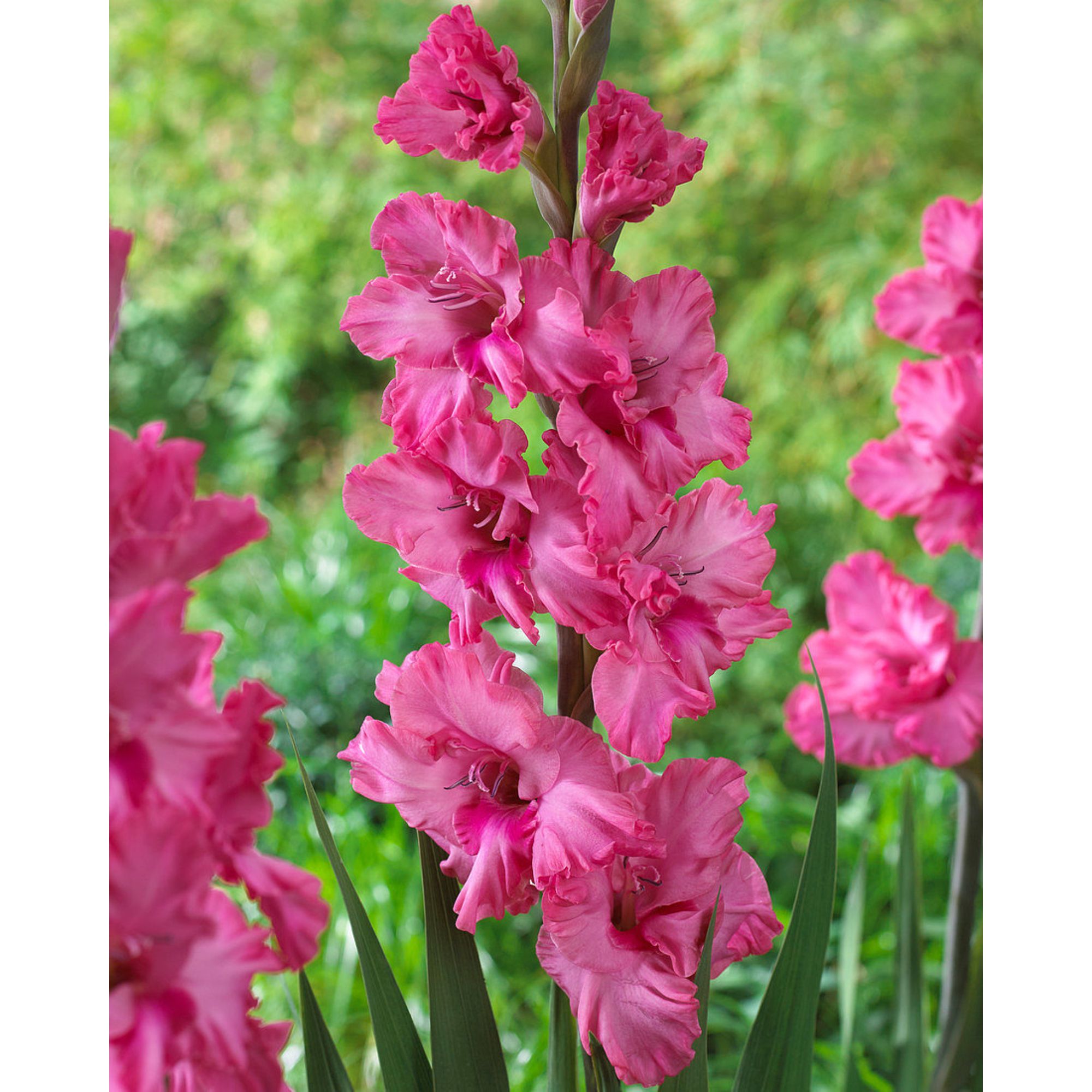 Bulbi gladiole Kingston Ruffle, roz (7 buc)