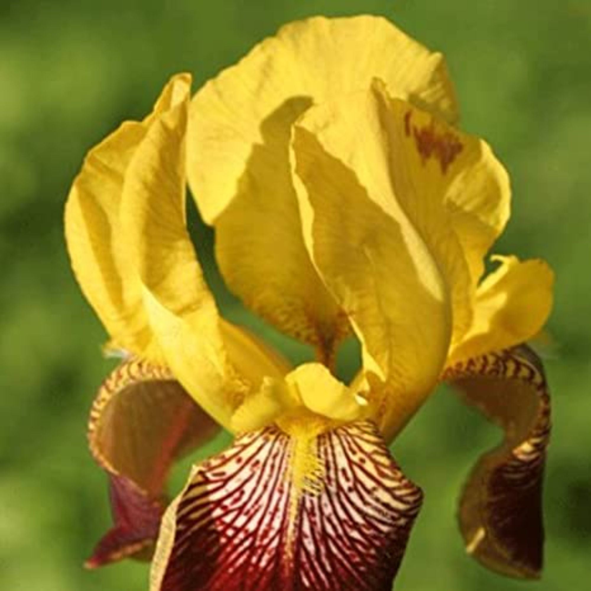 Bulb iris Germanica Flammenschwert, galben