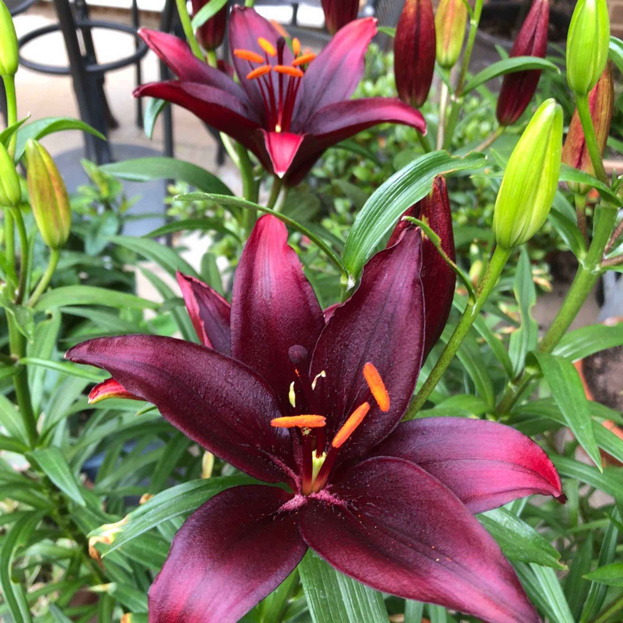 Bulbi crin Asiatic, indigo (3 buc)