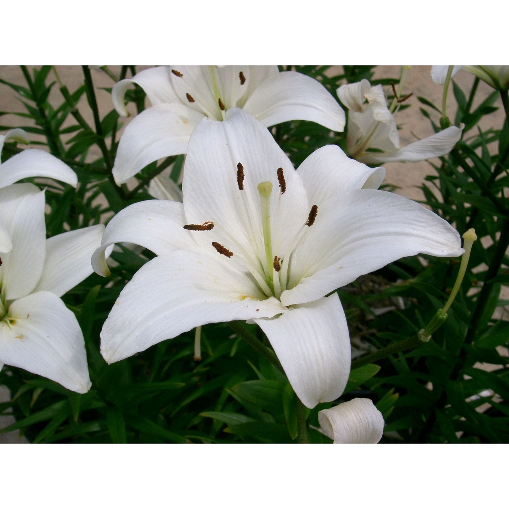 Bulbi crin Asiatic, alb (3 buc)