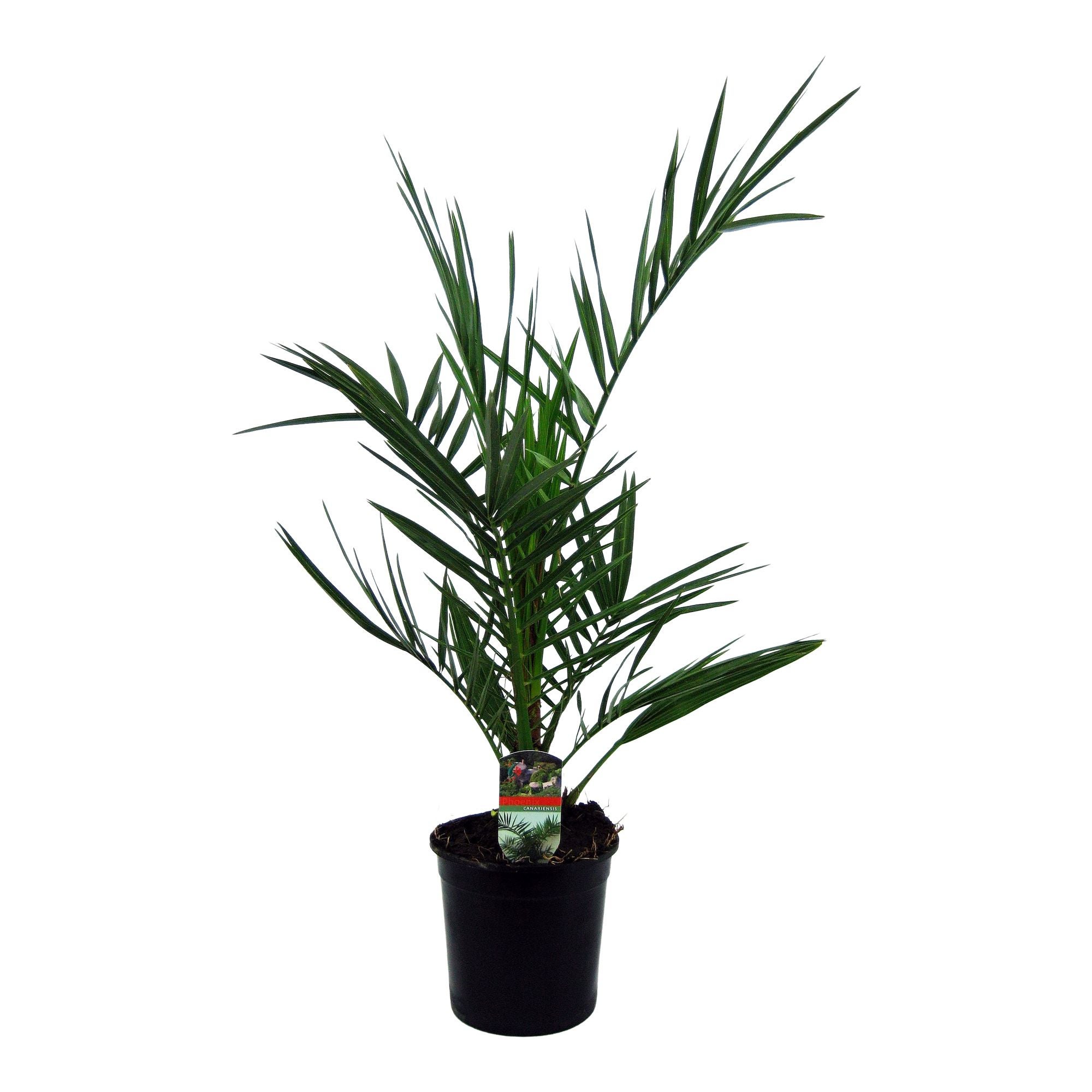 Planta de exterior, Phoenix Canariensis, H 121 - 150 cm, Ø 27 cm