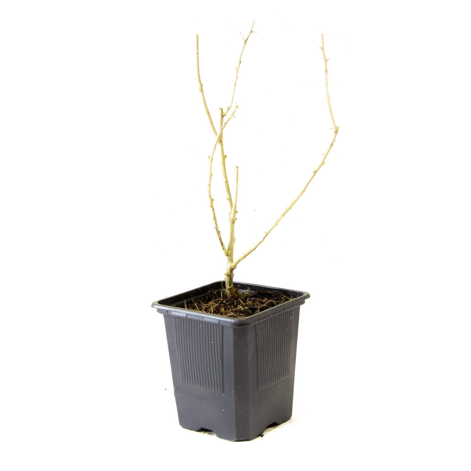 Arbust fructifer Goji, H