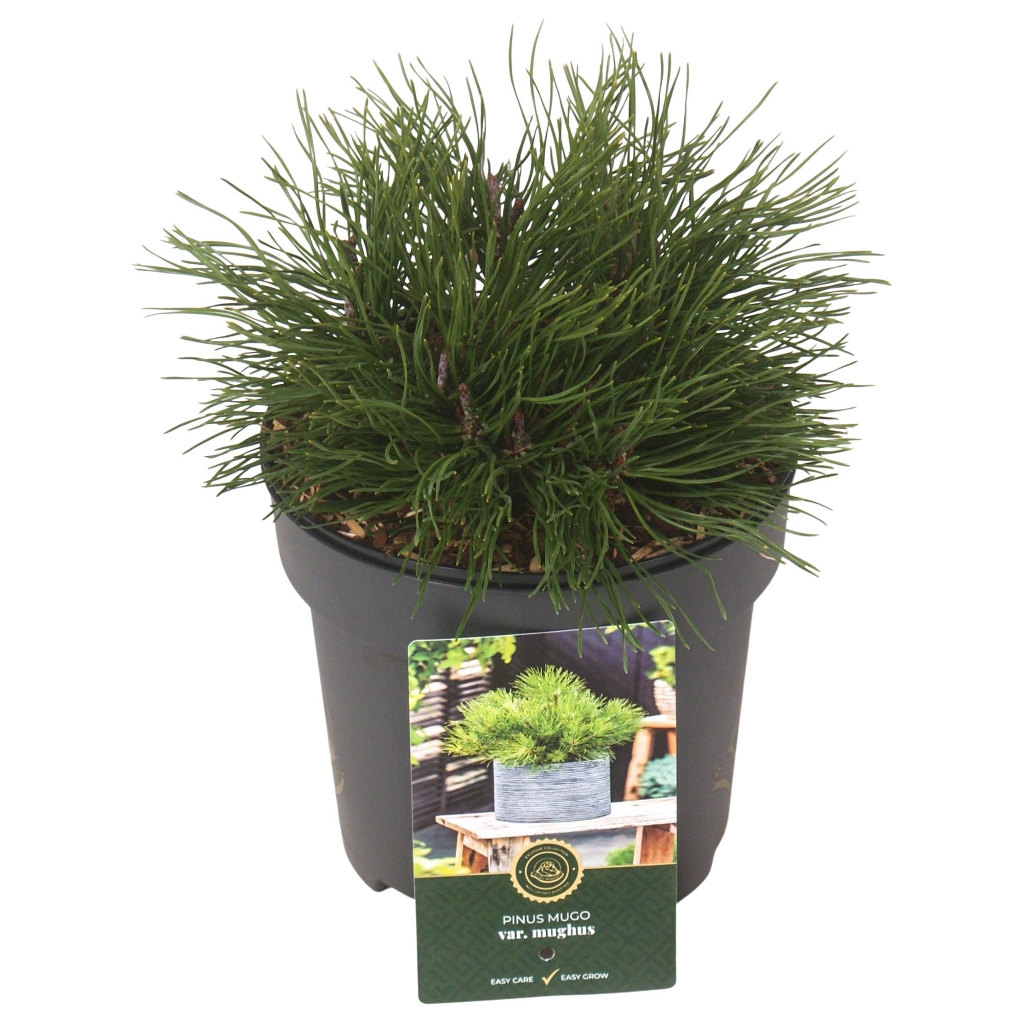 Conifer decorativ Pinus Mugo Mughus, crescut in ghiveci, H