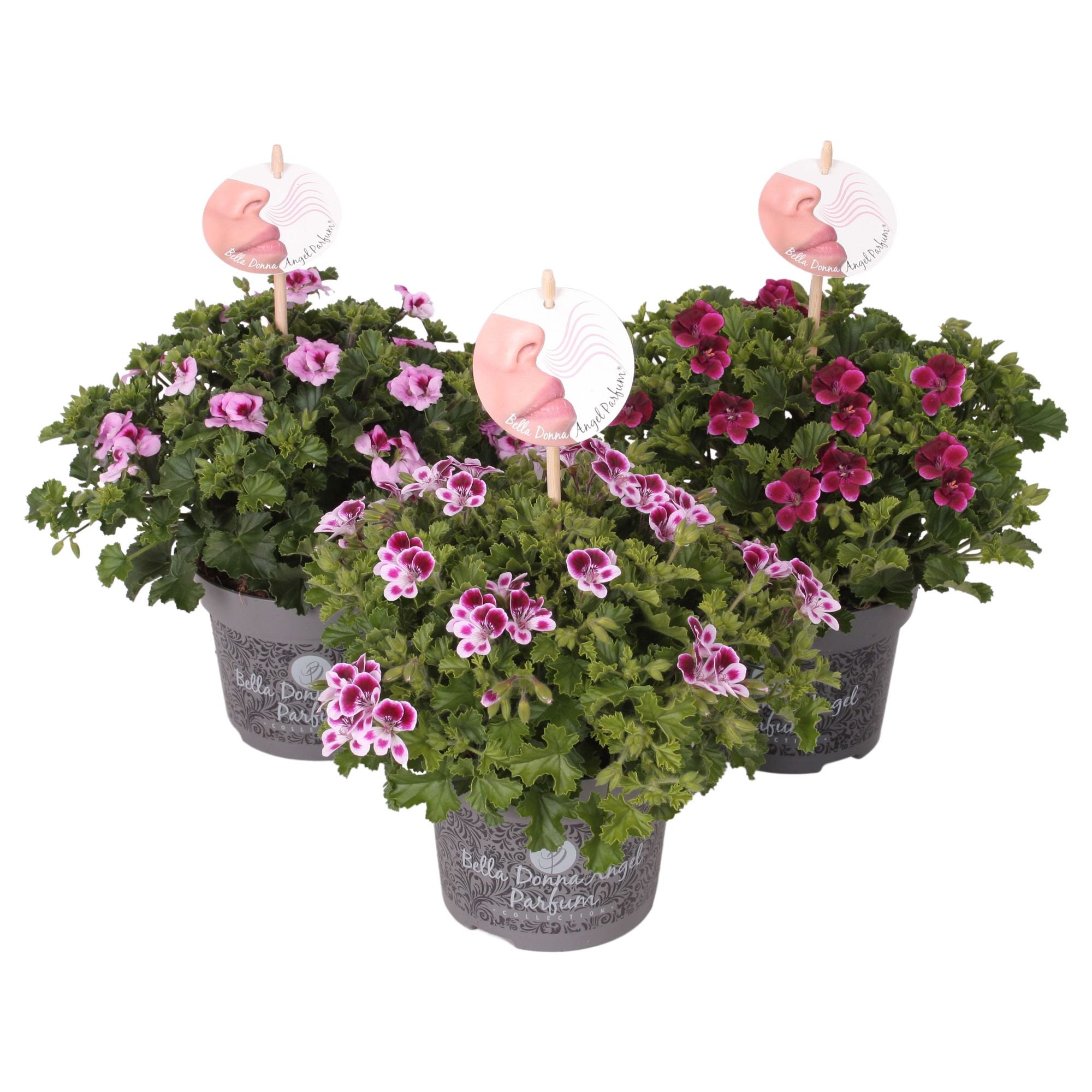 Planta de exterior cu flori, Muscata Bella Donna Angel, parfumata, H