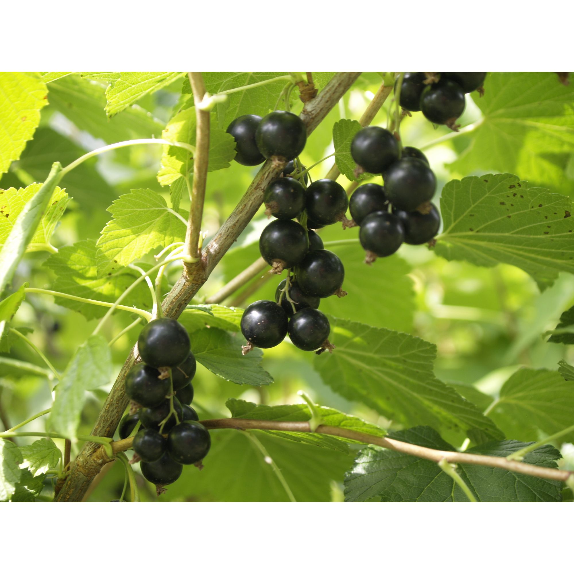 Arbust fructifer coacaz Titania, H 41-60 cm, negru