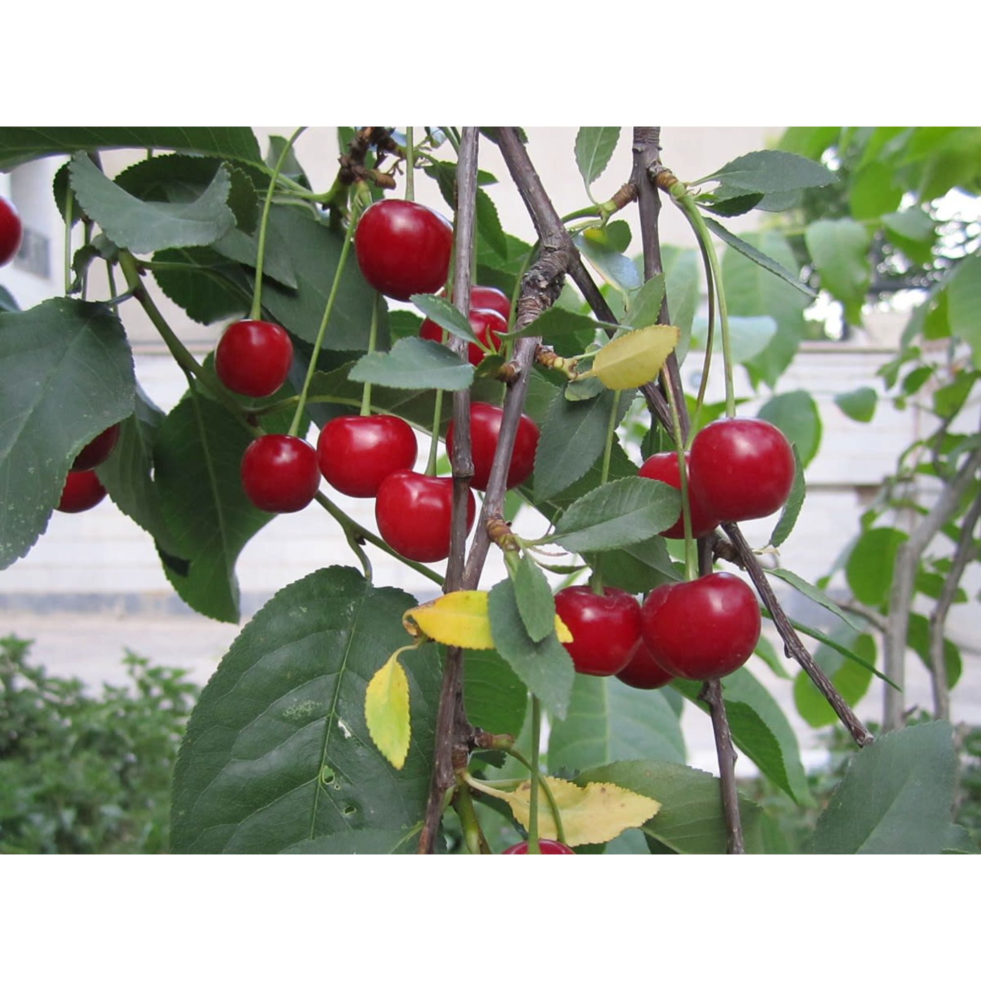 Pom fructifer cires, H >151 cm