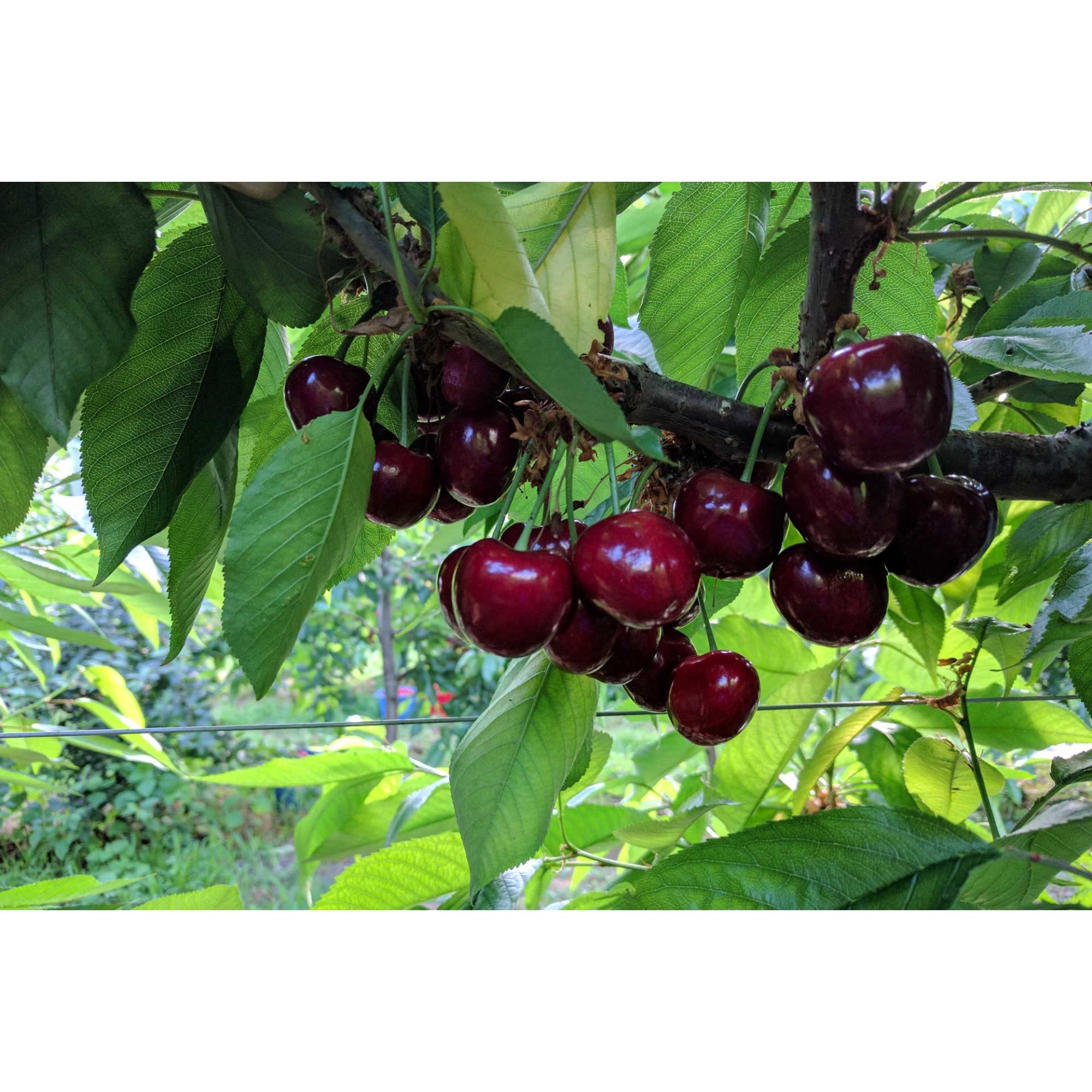 Pom fructifer cires Sabrina, H >151 cm, rosu