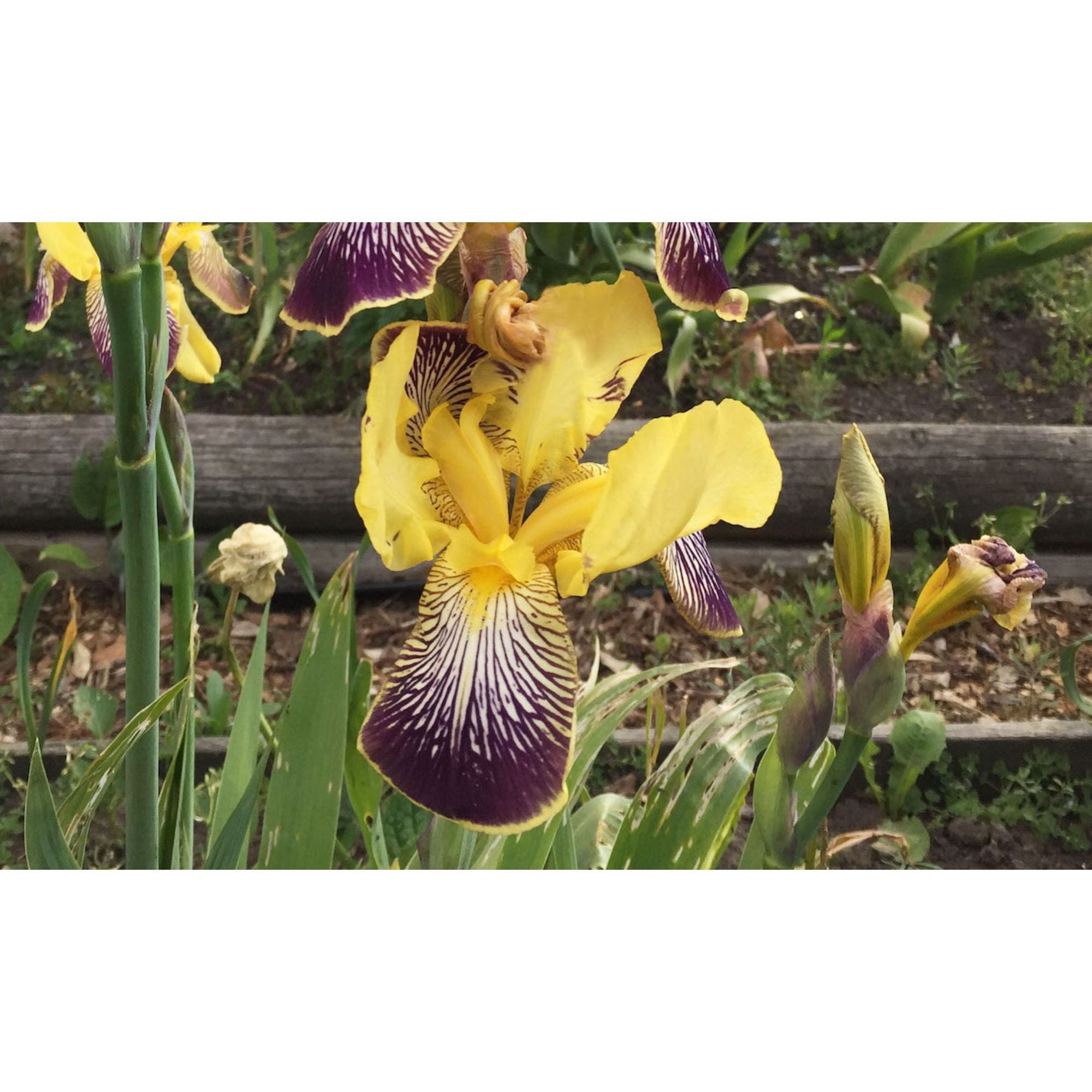 Bulb iris Germanica Nibelungen, galben/mov