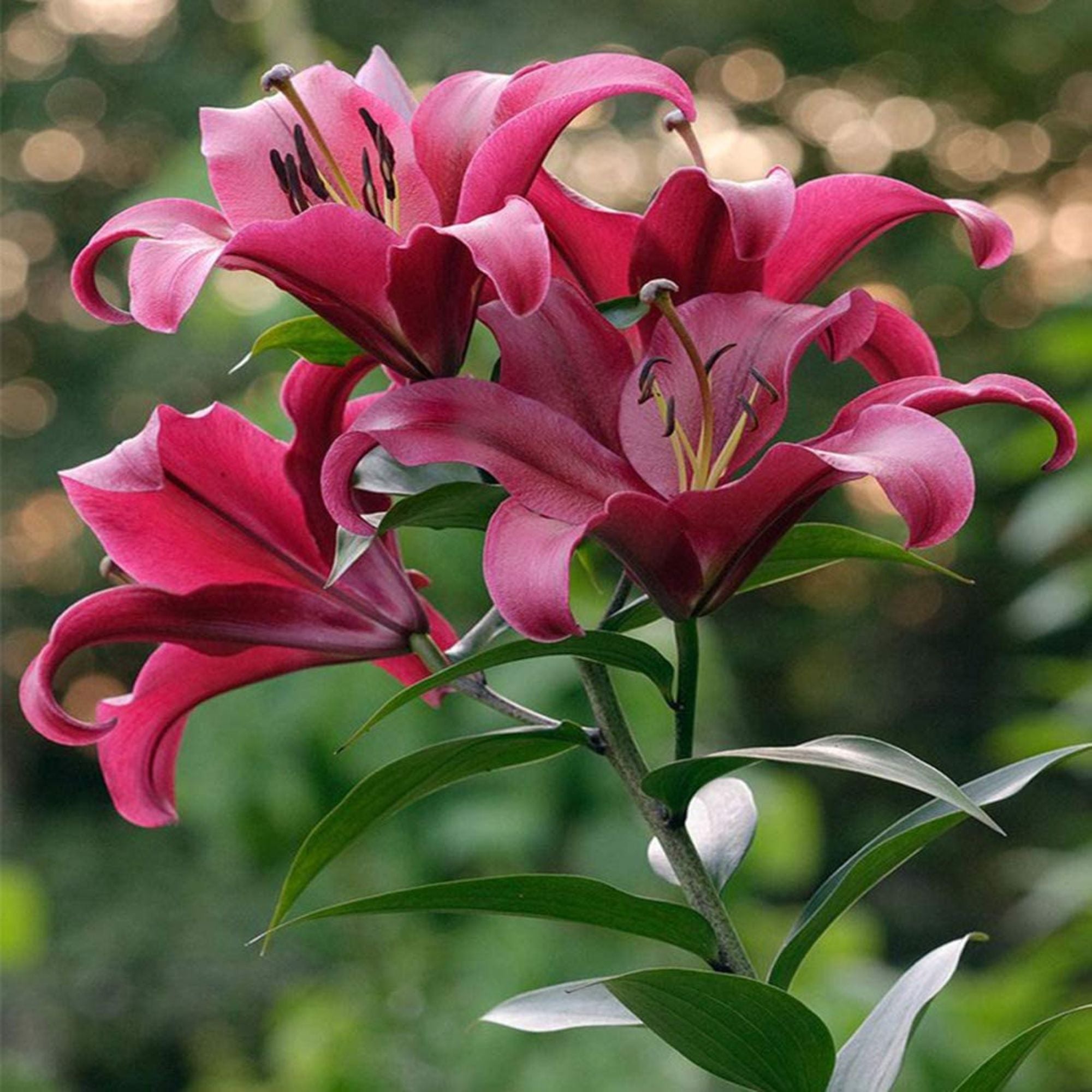 Bulbi crin Asiatic, indigo (3 buc)