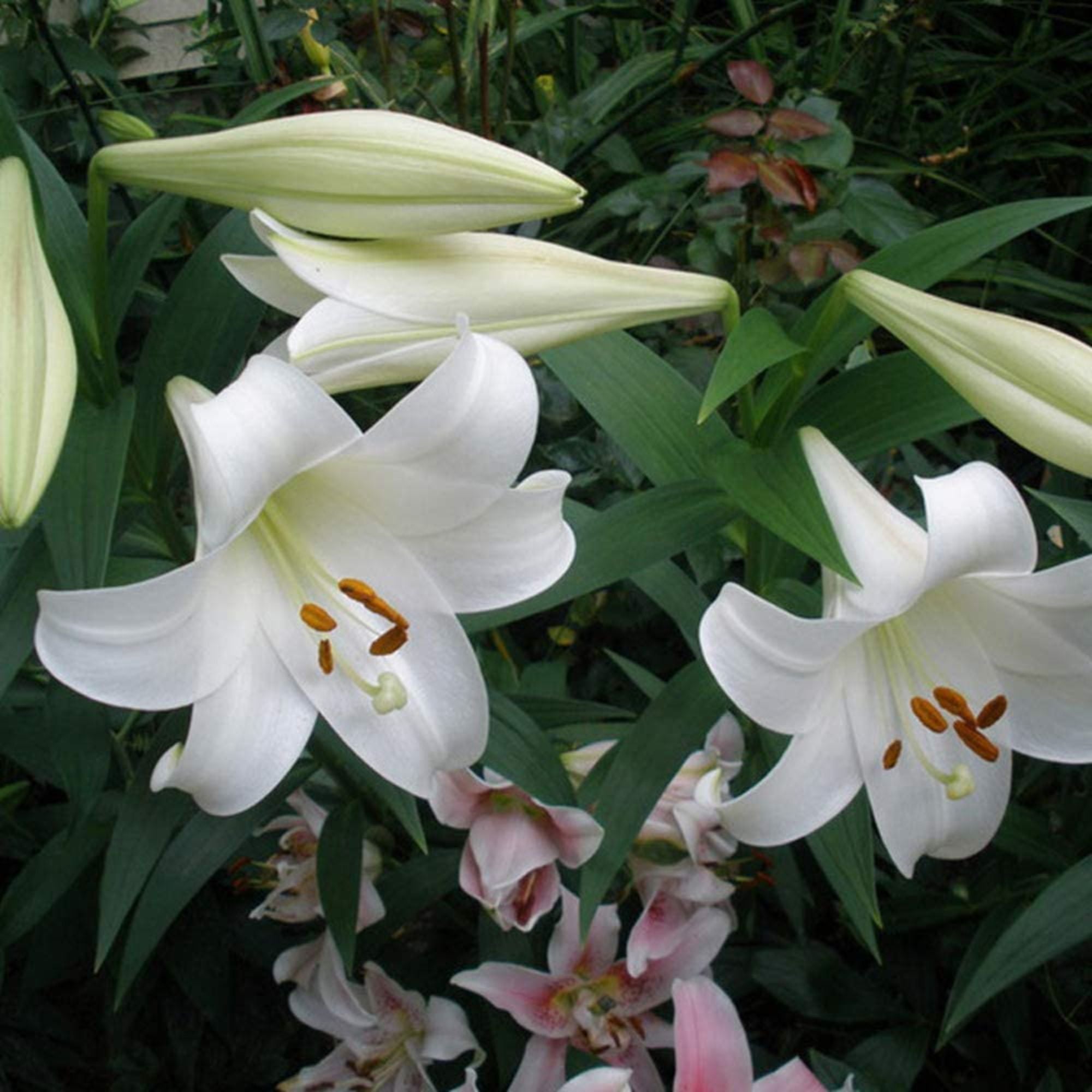 Bulbi crin Asiatic, alb (3 buc)