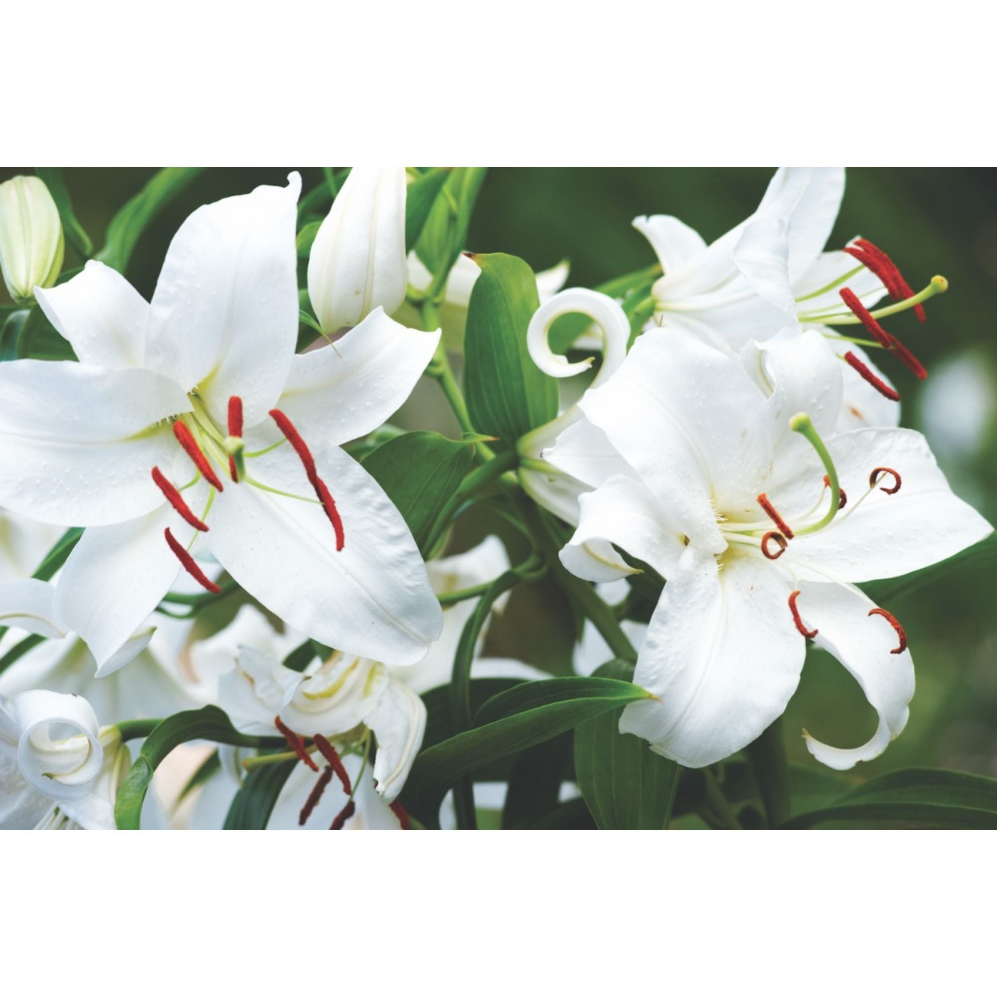 Bulbi crin Asiatic, alb (3 buc)