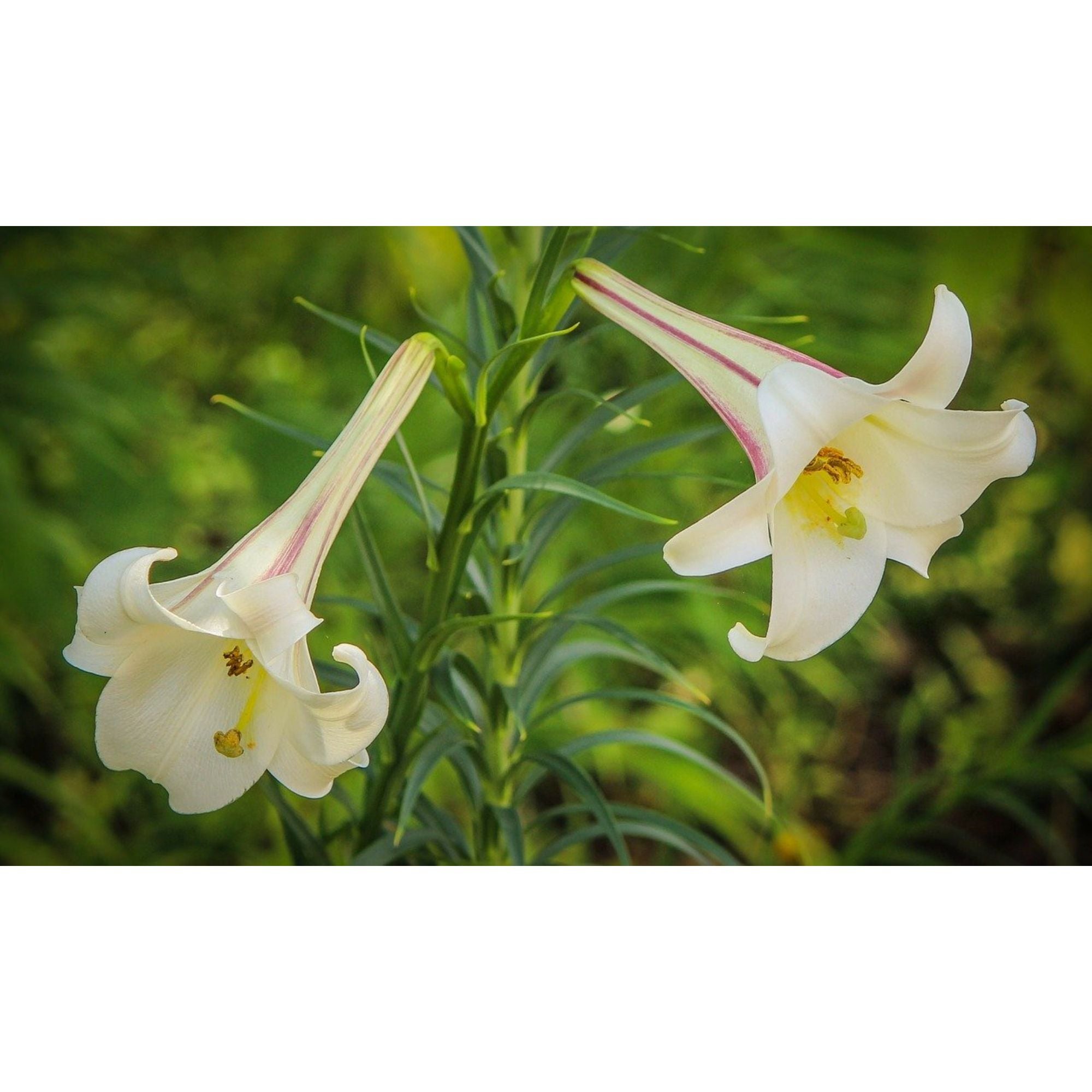 Bulbi crin Trumpet, alb (2 buc)