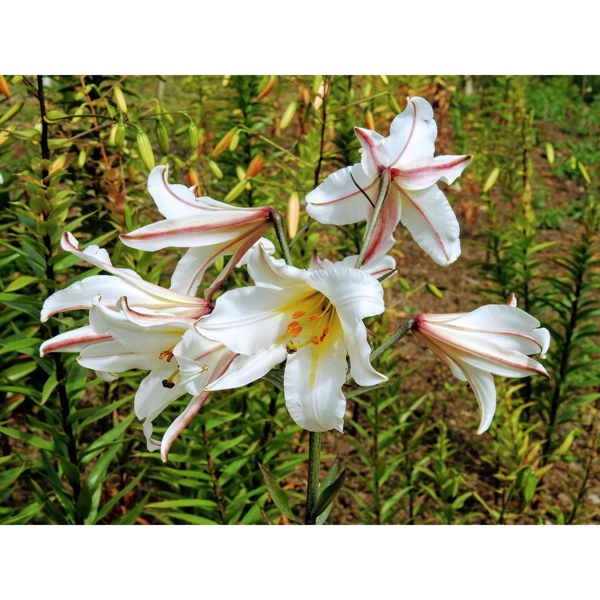 Bulbi crin Trumpet, alb (2 buc)