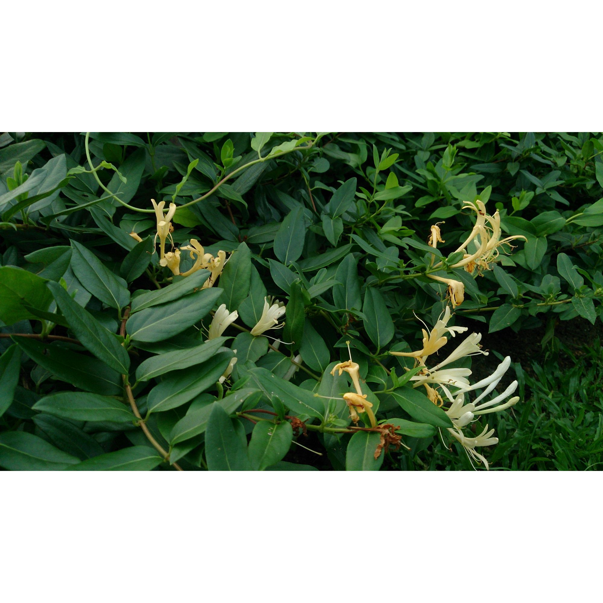 Arbust ornamental Caprifoi Lonicera Japonica, inaltime 50+ cm