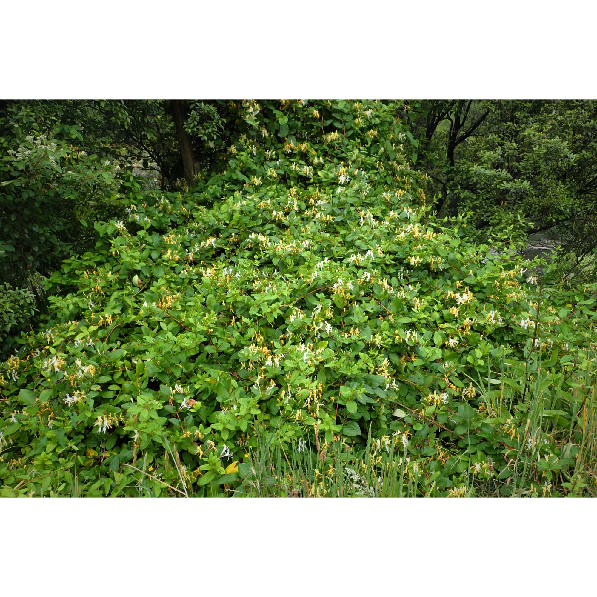 Arbust ornamental Caprifoi Lonicera Japonica, inaltime 50+ cm