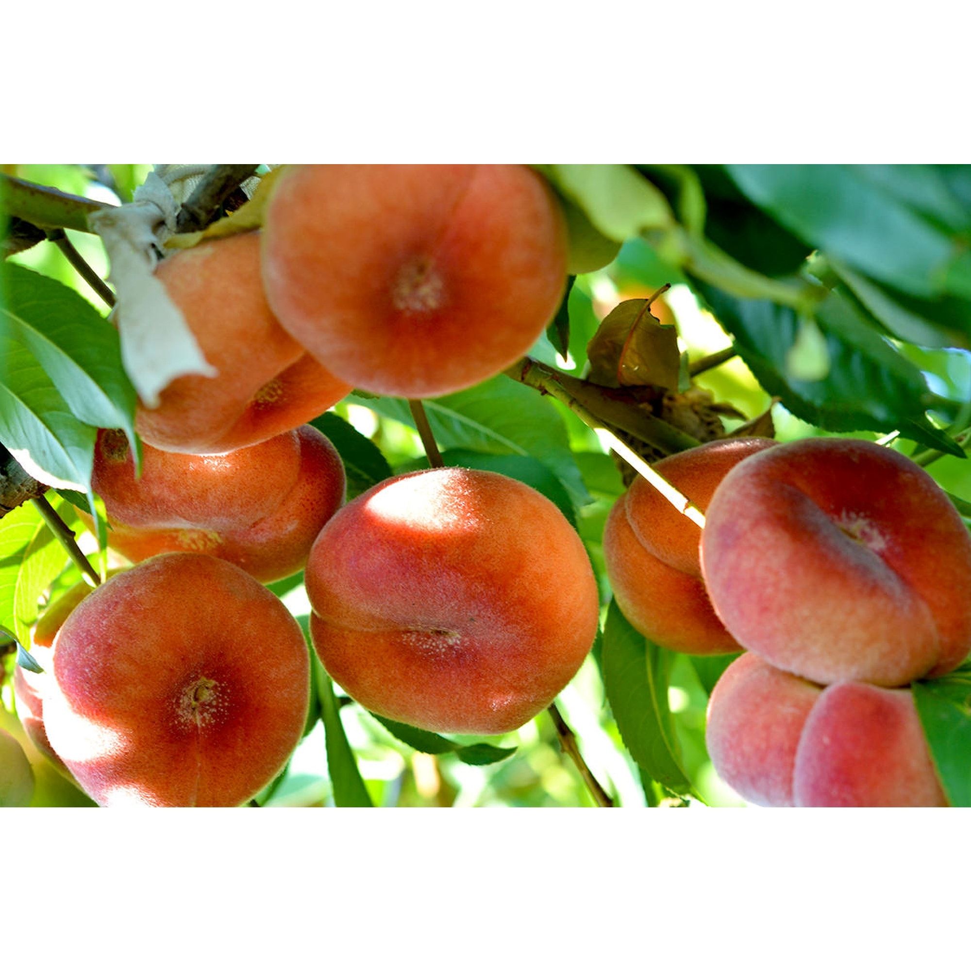 Pom fructifer piersic, H >151 cm