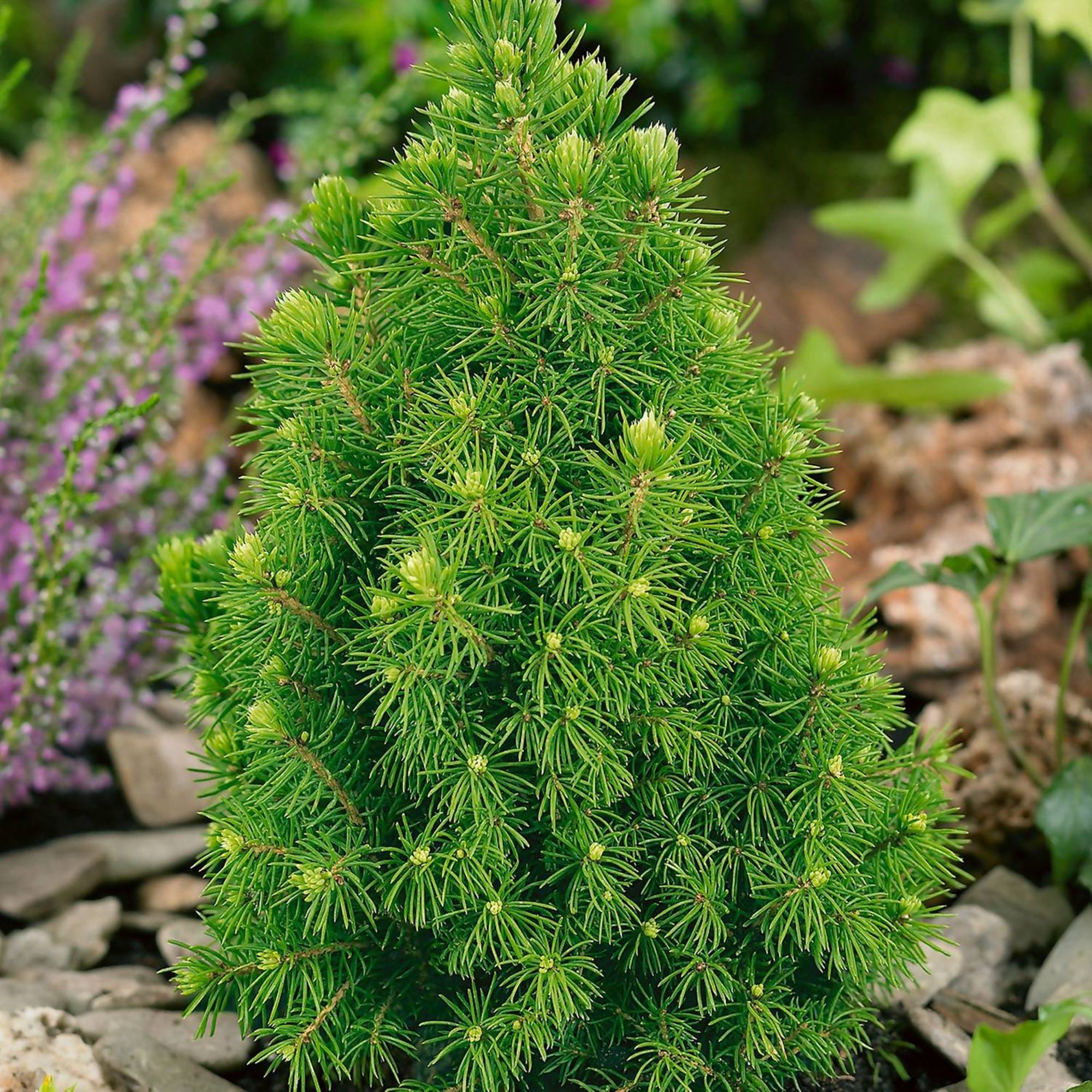Conifer decorativ Picea Conica, crescut in ghiveci, H