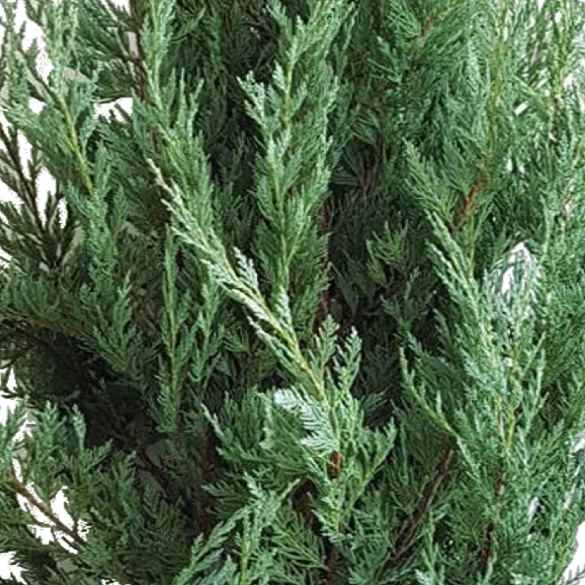 Conifer decorativ Juniperus Moonglow, mutat in ghiveci, H 140 - 160 cm