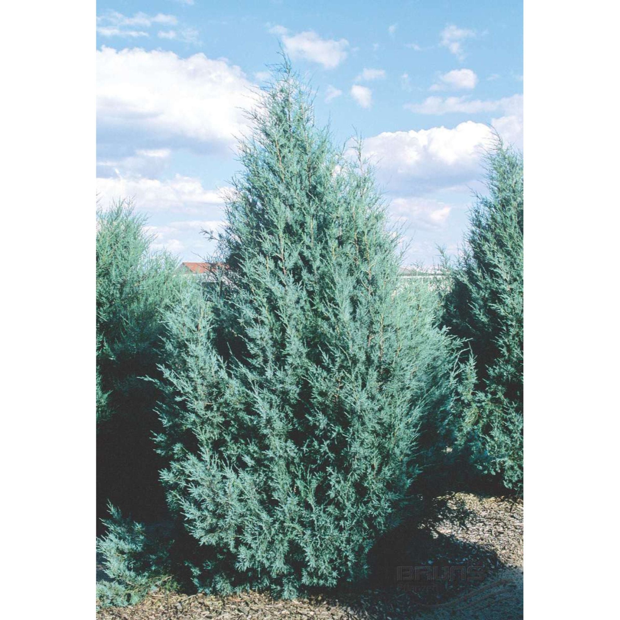 Conifer decorativ Juniperus Moonglow, mutat in ghiveci, H 140 - 160 cm