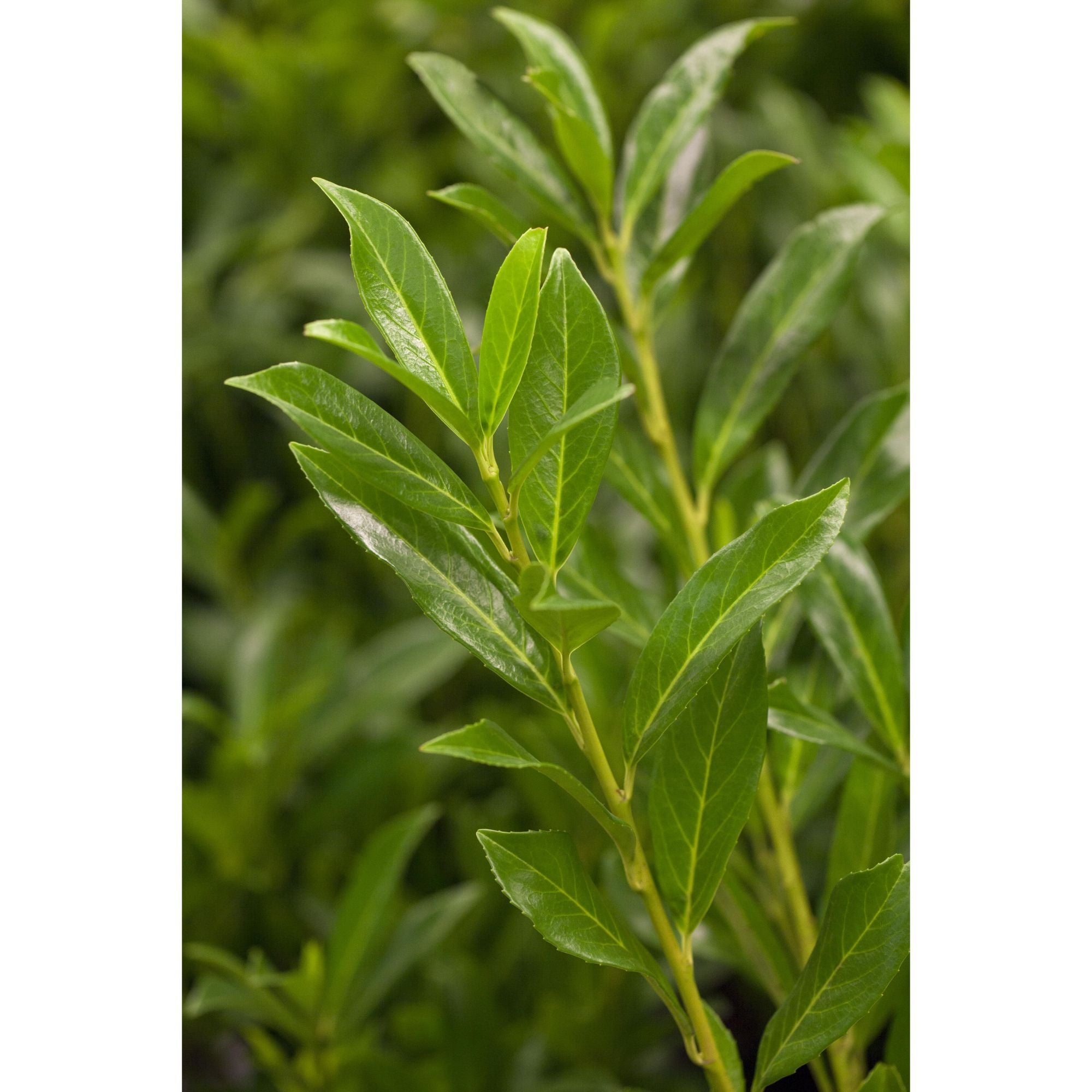 Laur caucasica, ghiveci Ø 19