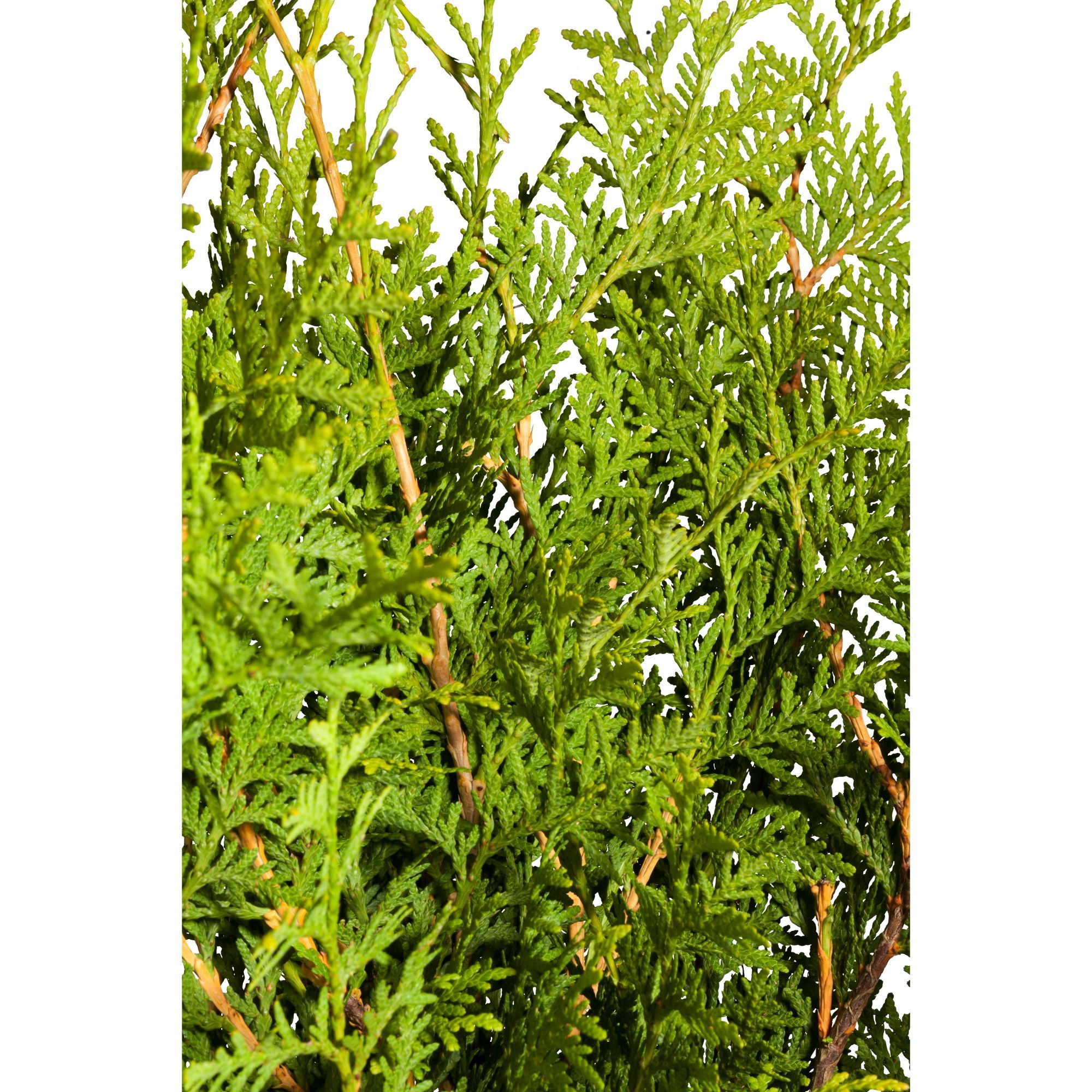 Conifer decorativ Thuja Brabant, crescut in ghiveci, H 81 - 120 cm