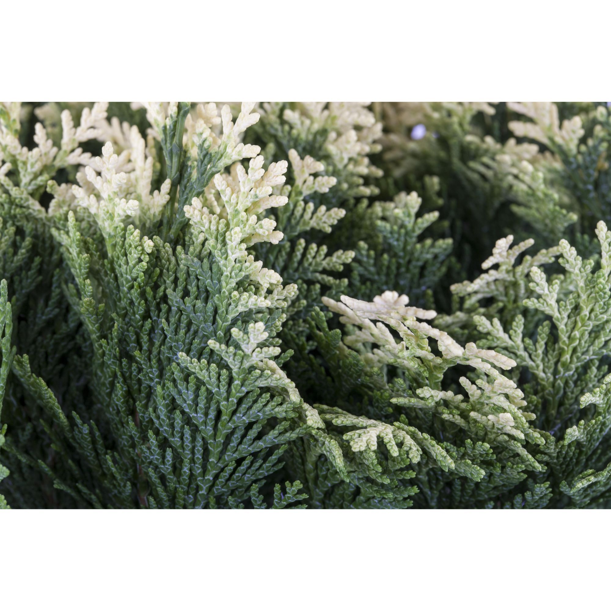 Conifer decorativ Chamaecyparis Pygmaea Argentea, crescut in ghiveci, H