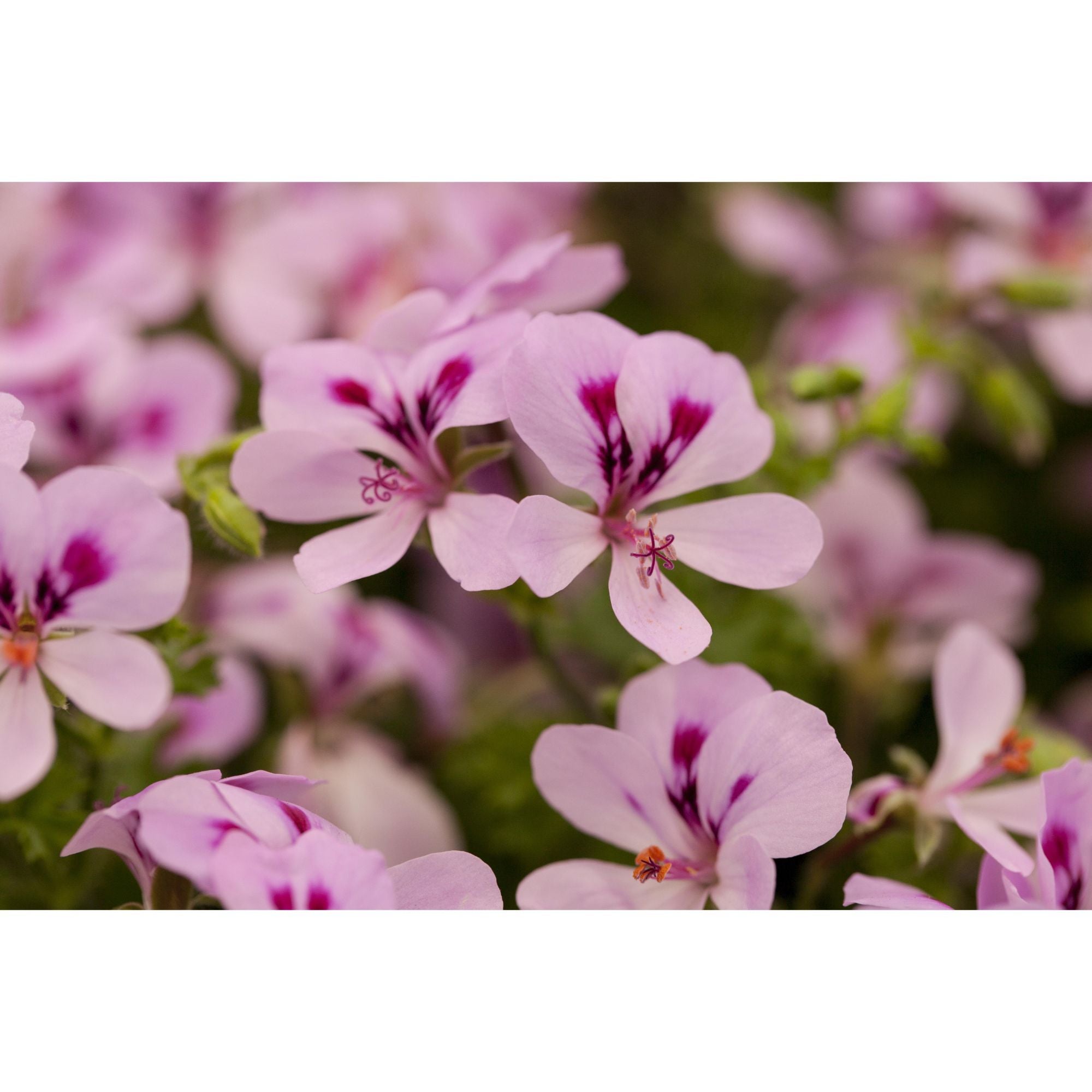 Planta de exterior cu flori, Muscata Bella Donna Angel, H