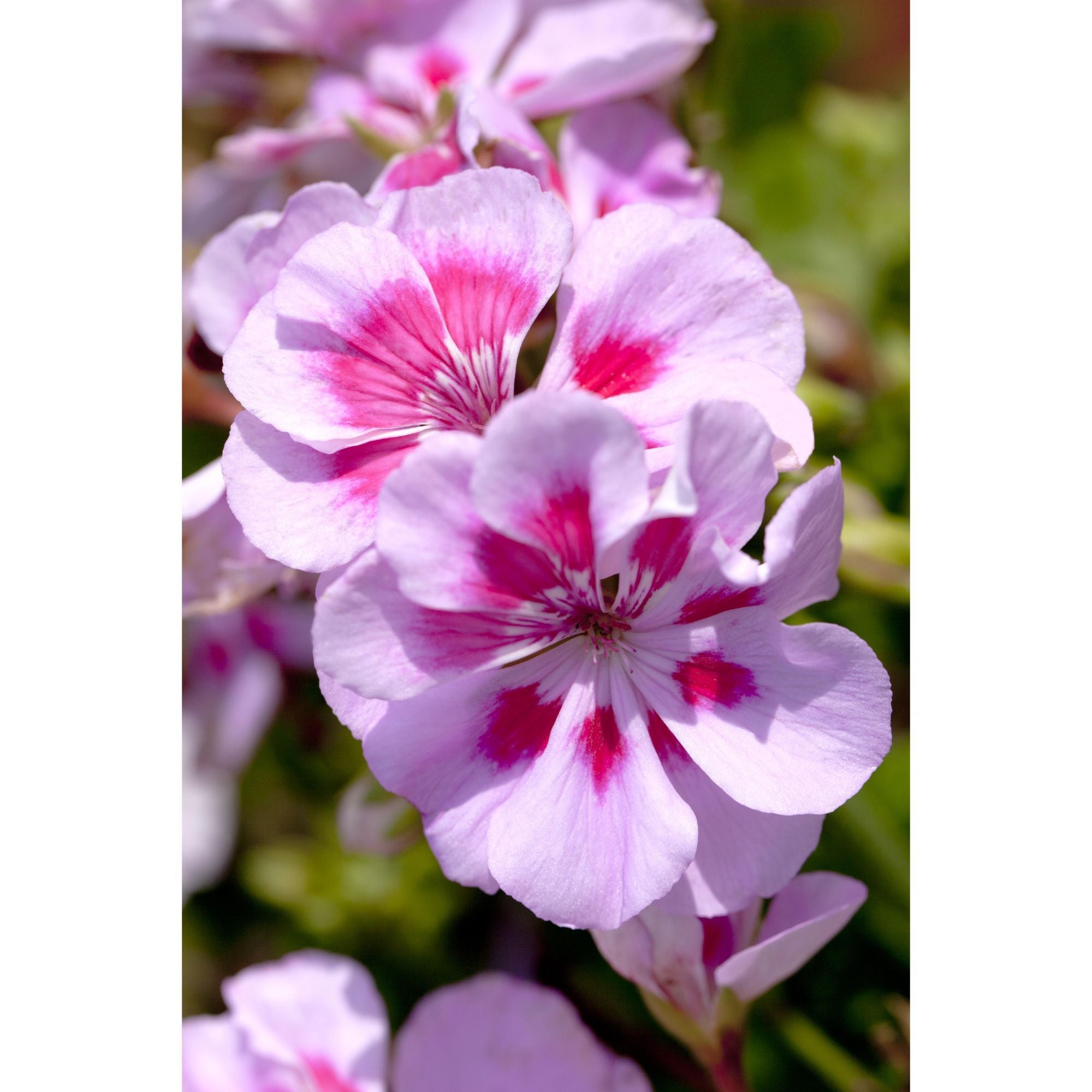 Planta de exterior cu flori, Muscata Bella Donna Angel, H