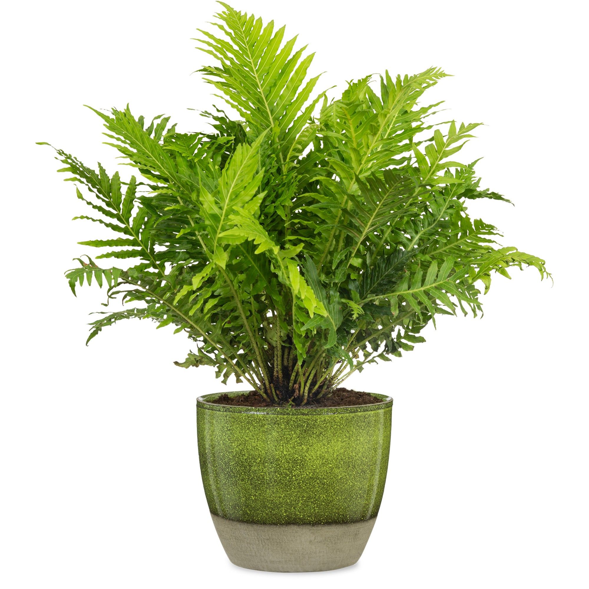 Ghiveci flori Flora, ceramica, Ø 14 cm, verde