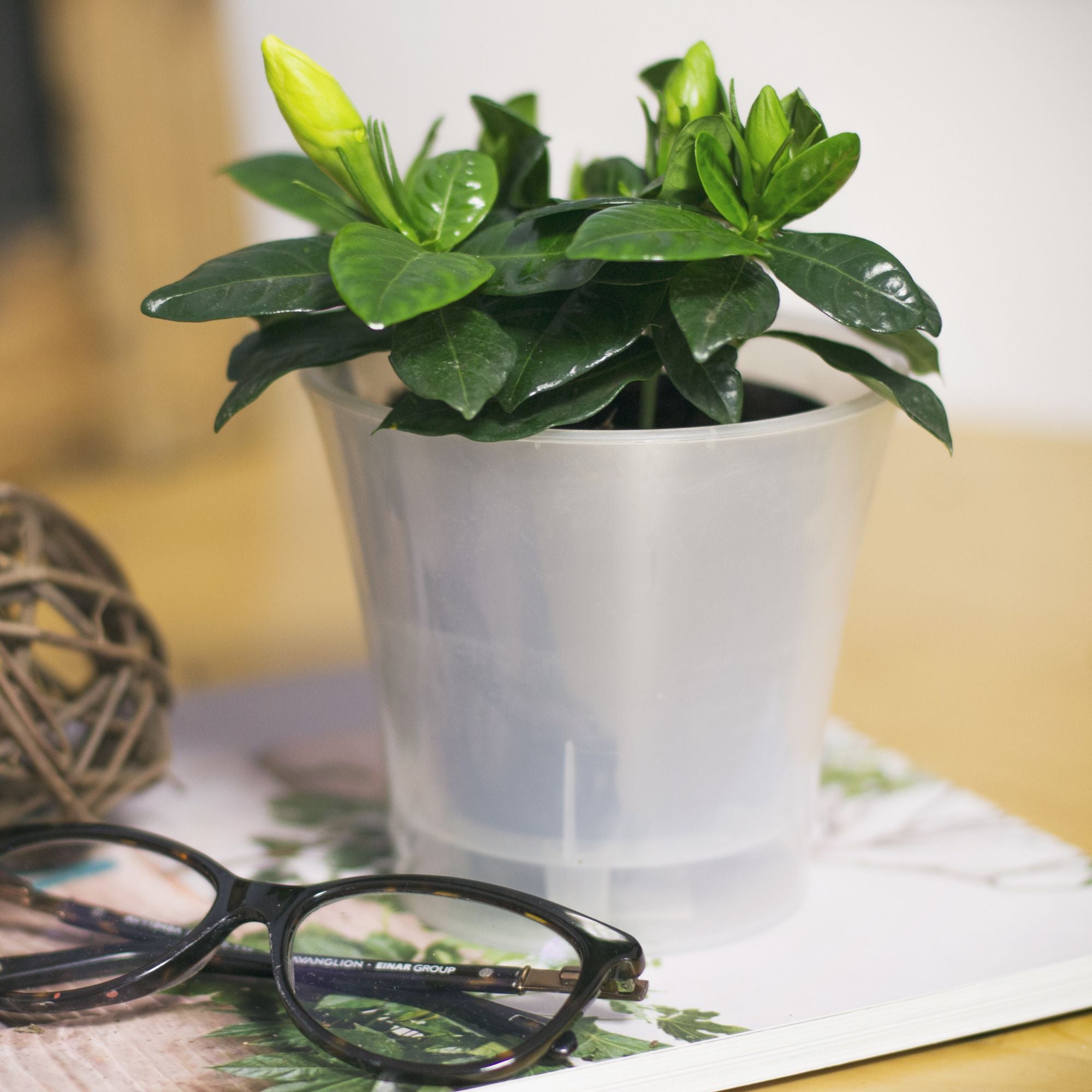 Ghiveci orhidee Arte, plastic, Ø 20 cm, transparent