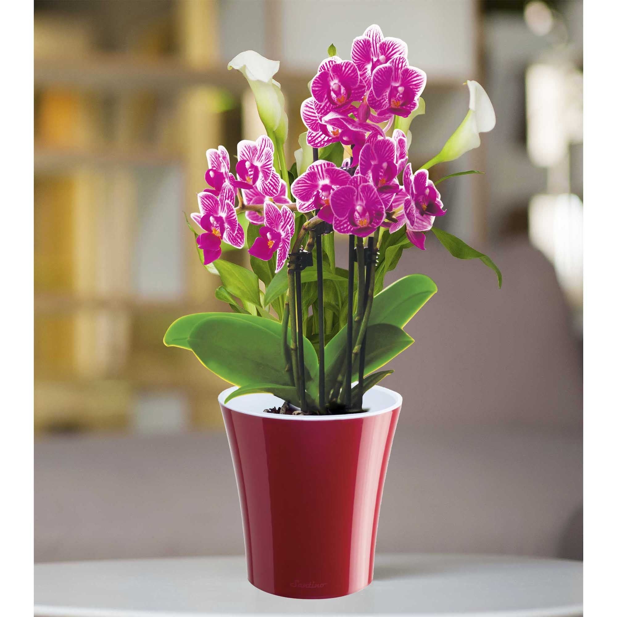 Ghiveci flori Arte, plastic, 3.5 L, rosu